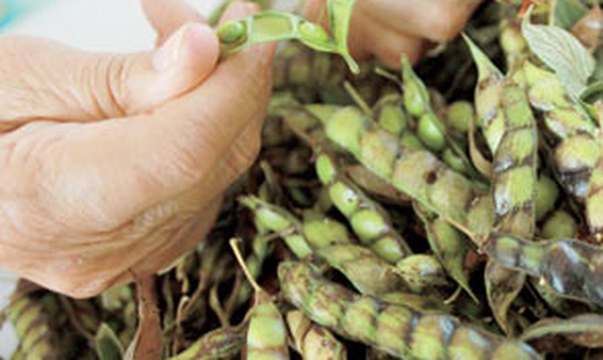 Como el oro el gandul boricua - Primera Hora