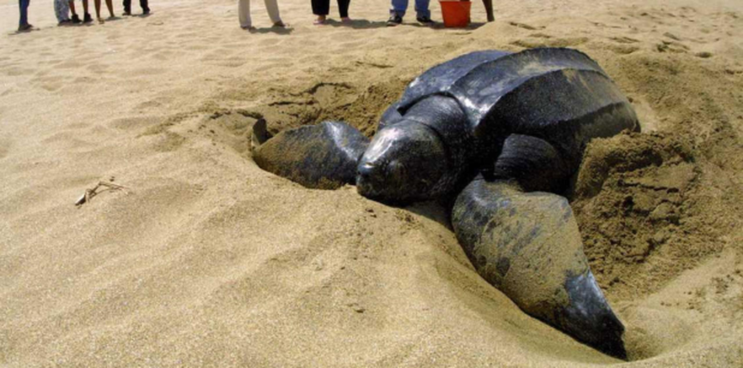 Aumento significativo de nidos del tinglar en Puerto Rico - Primera Hora