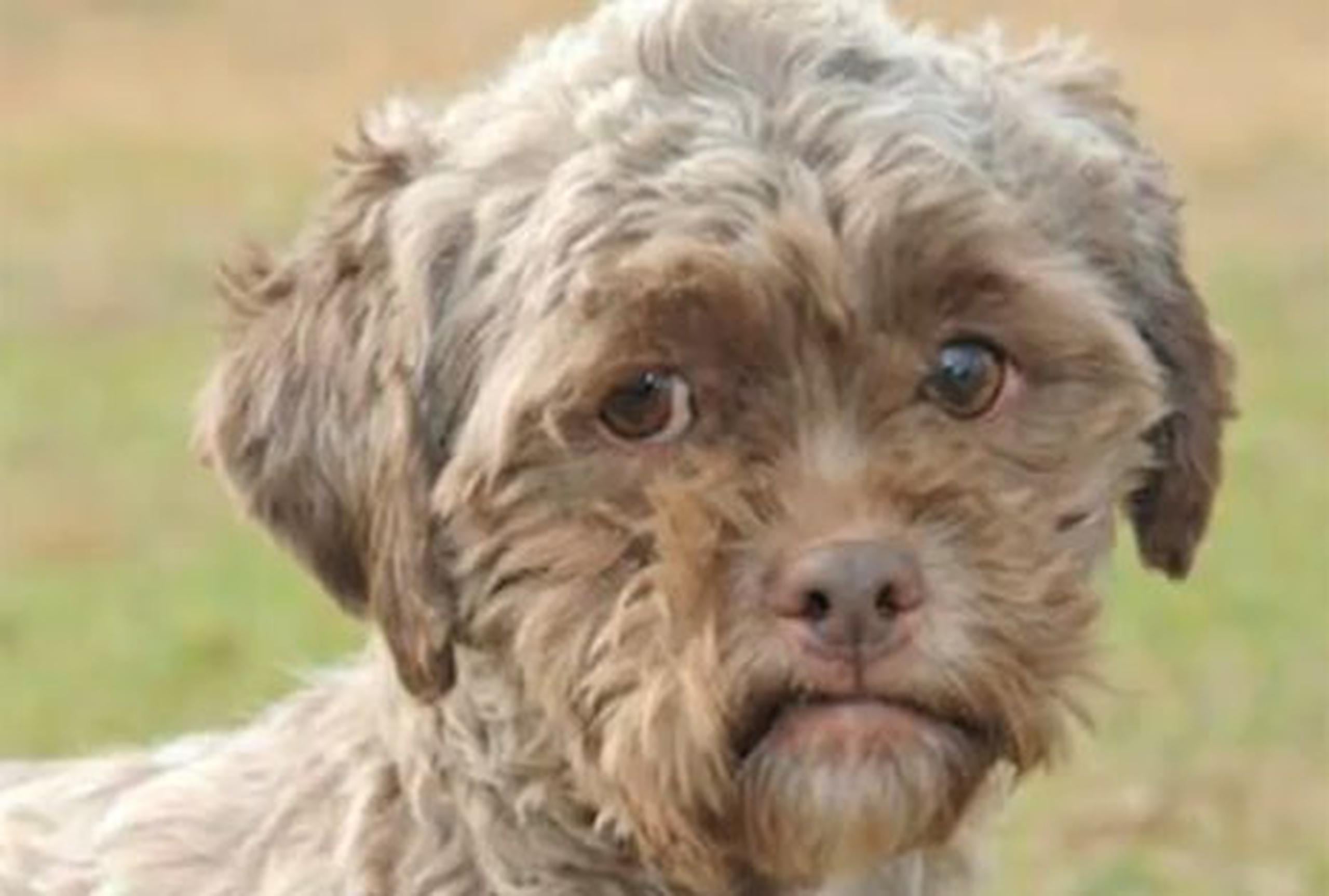 Perro con cara de humano está en busca de un nuevo hogar - Primera Hora