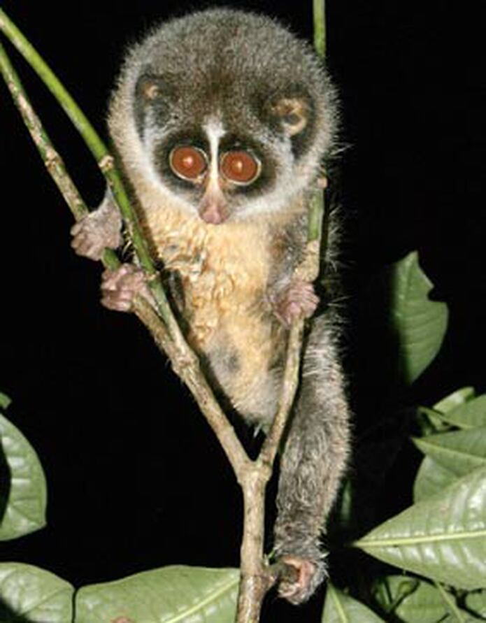 Fotografían primate que se creía extinto - Primera Hora