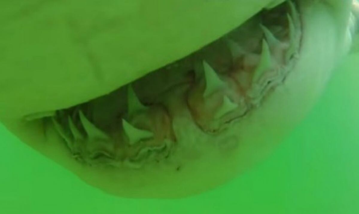 Vídeo de tiburón atacando una cámara te pondrá a temblar - Primera Hora