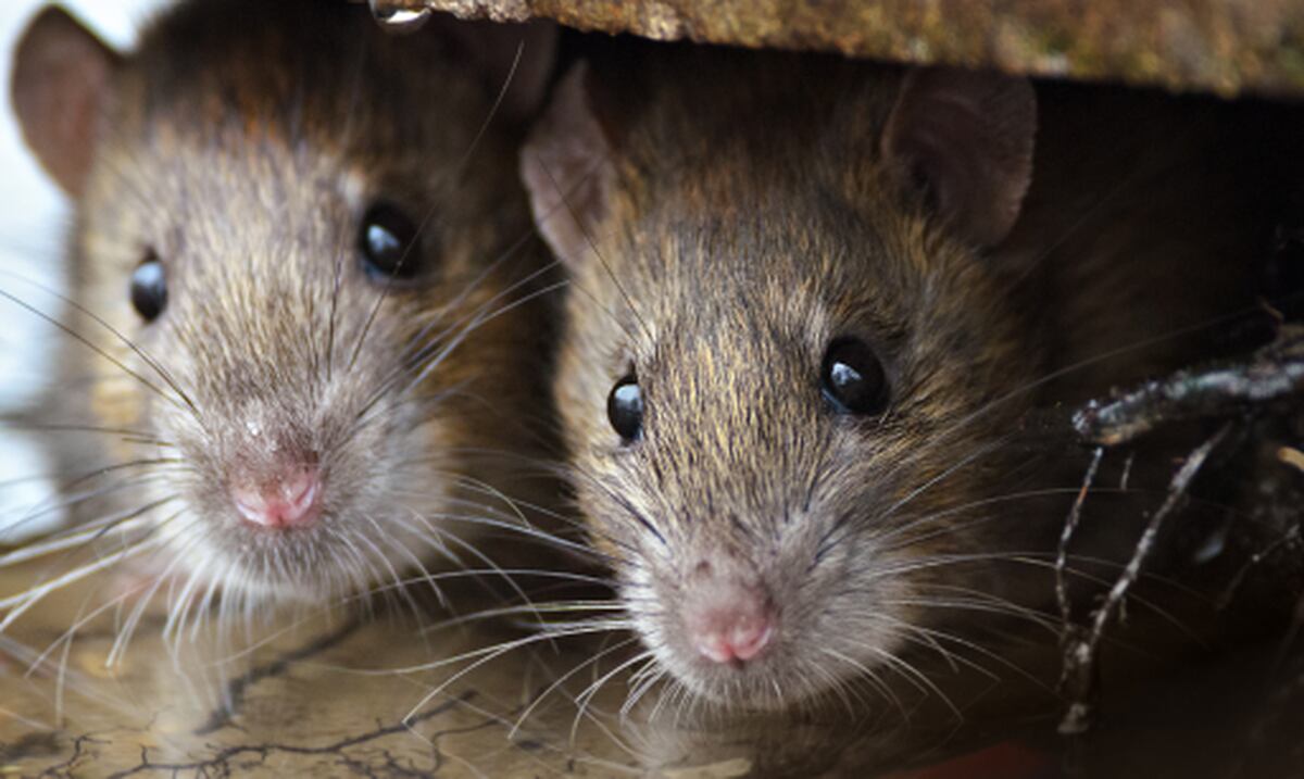 Washington, D.C. combate las ratas con hielo seco - Primera Hora