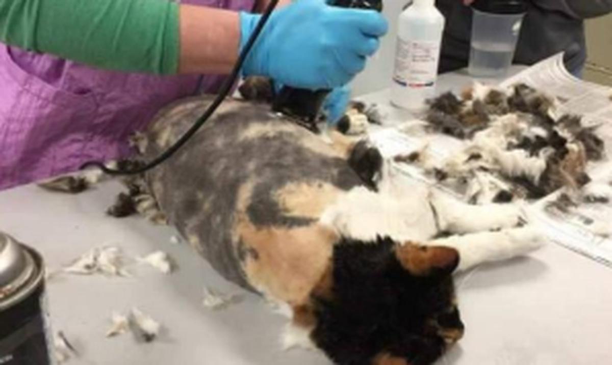 Rescatan gato con enormes "trenzas rastas" - Primera Hora