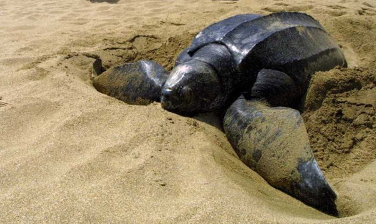 ¡Conoce al tinglar! - Primera Hora