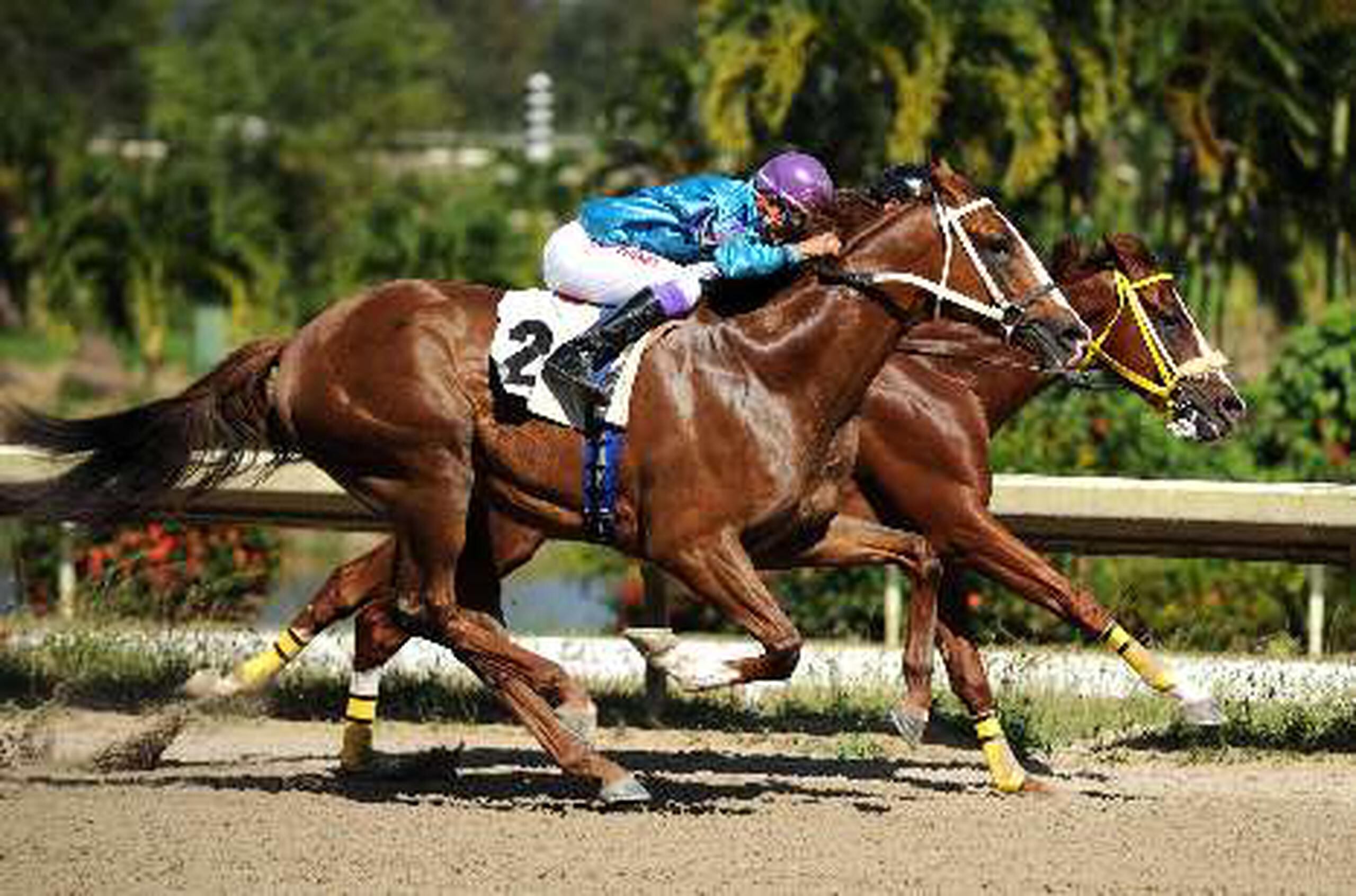 Don Paco tuvo que dar el máximo - Primera Hora