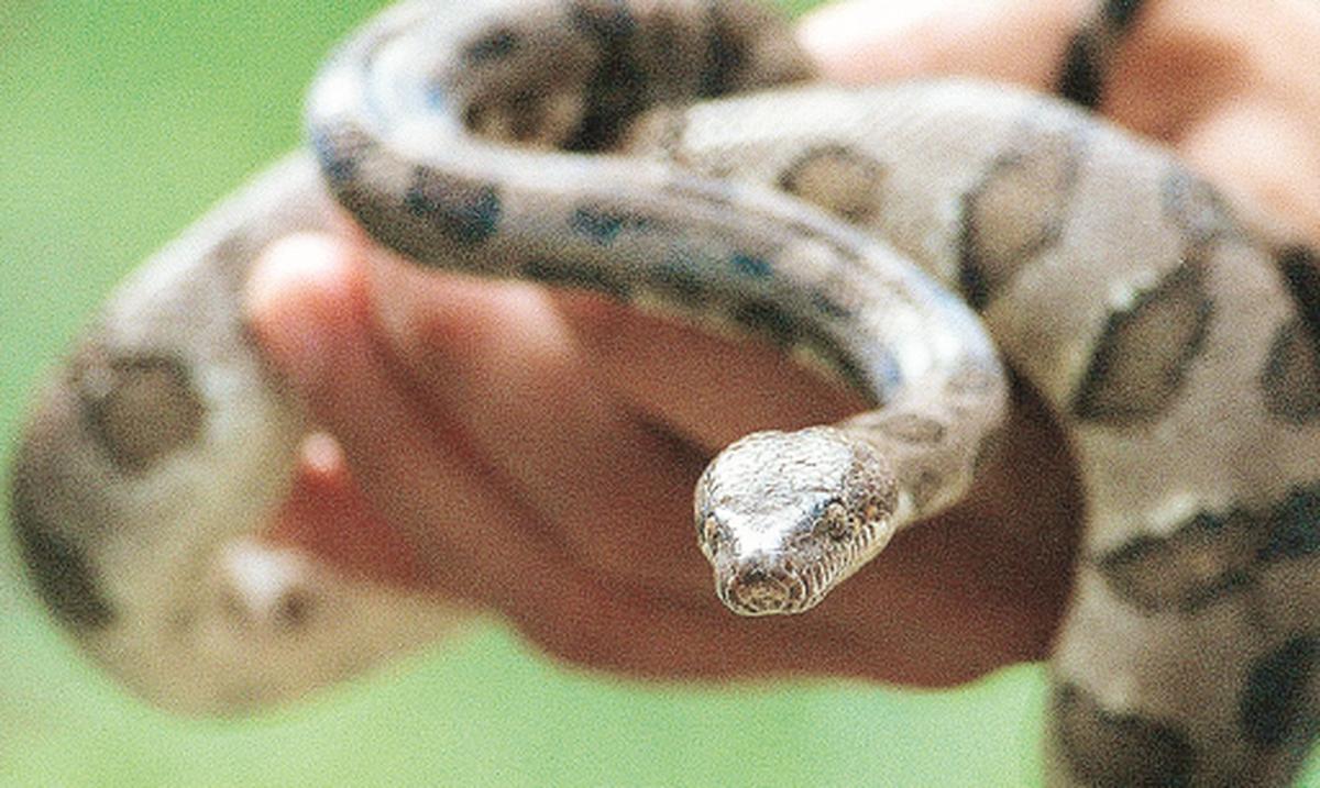 Especies impresionantes: La boa puertorriqueña - Primera Hora