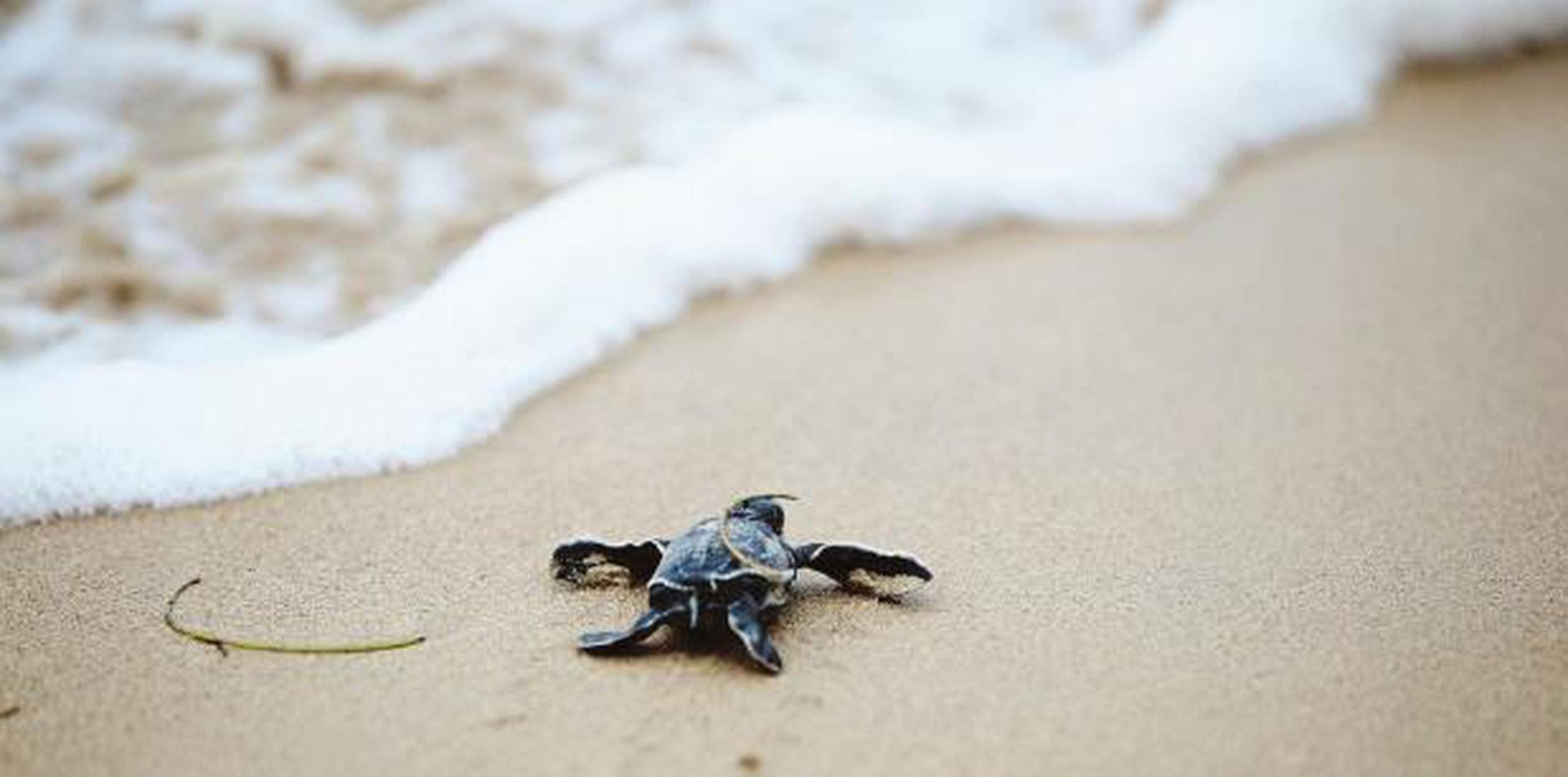 Registran más de 1,000 nidos de tinglar en todo Puerto Rico - Primera Hora