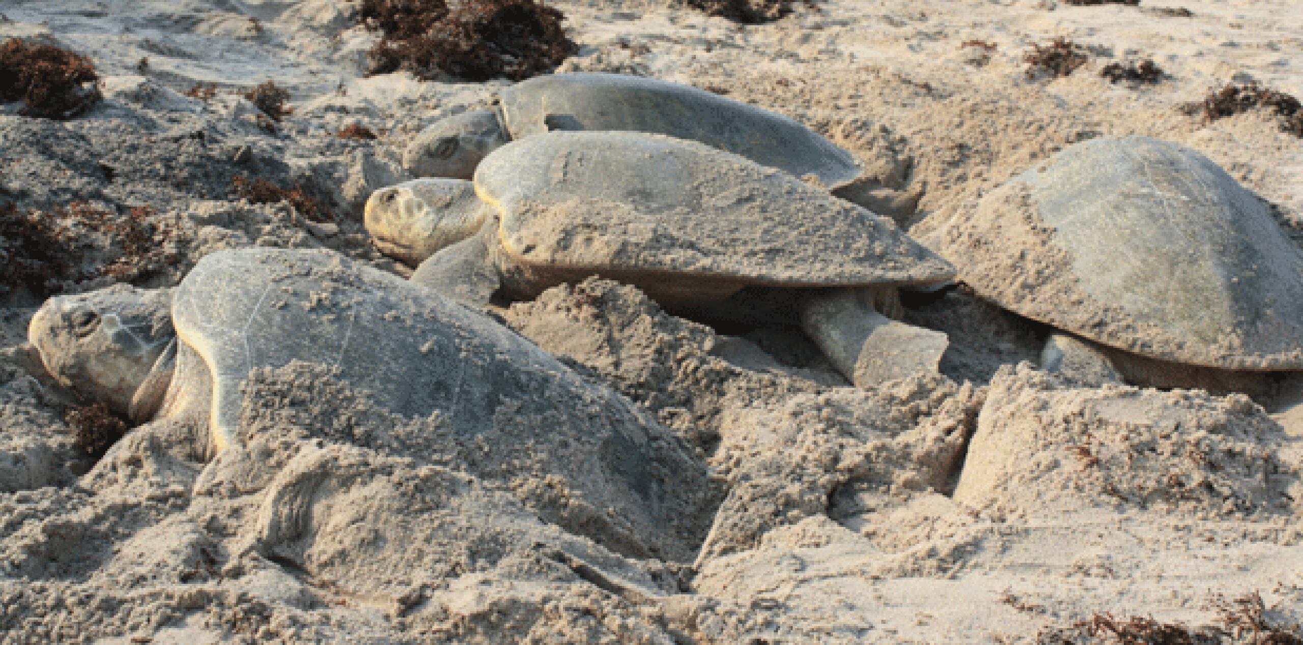 Nacen más de 97,000 tortugas Lora en playas de Tamaulipas - Primera Hora