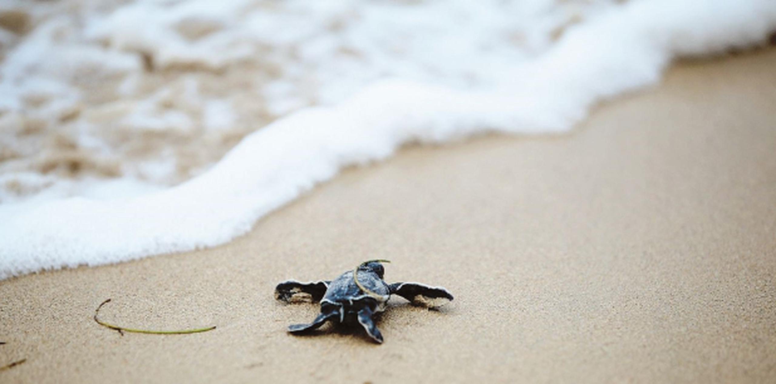 Arranca la temporada de anidaje de tinglares en Puerto Rico - Primera Hora