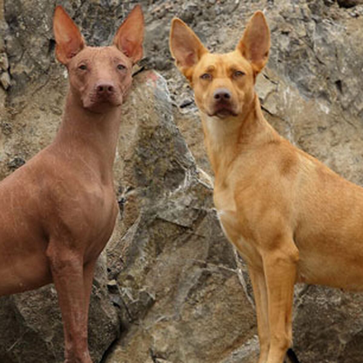 Se acabó el rechazo contra el perro peruano con pelo - Primera Hora