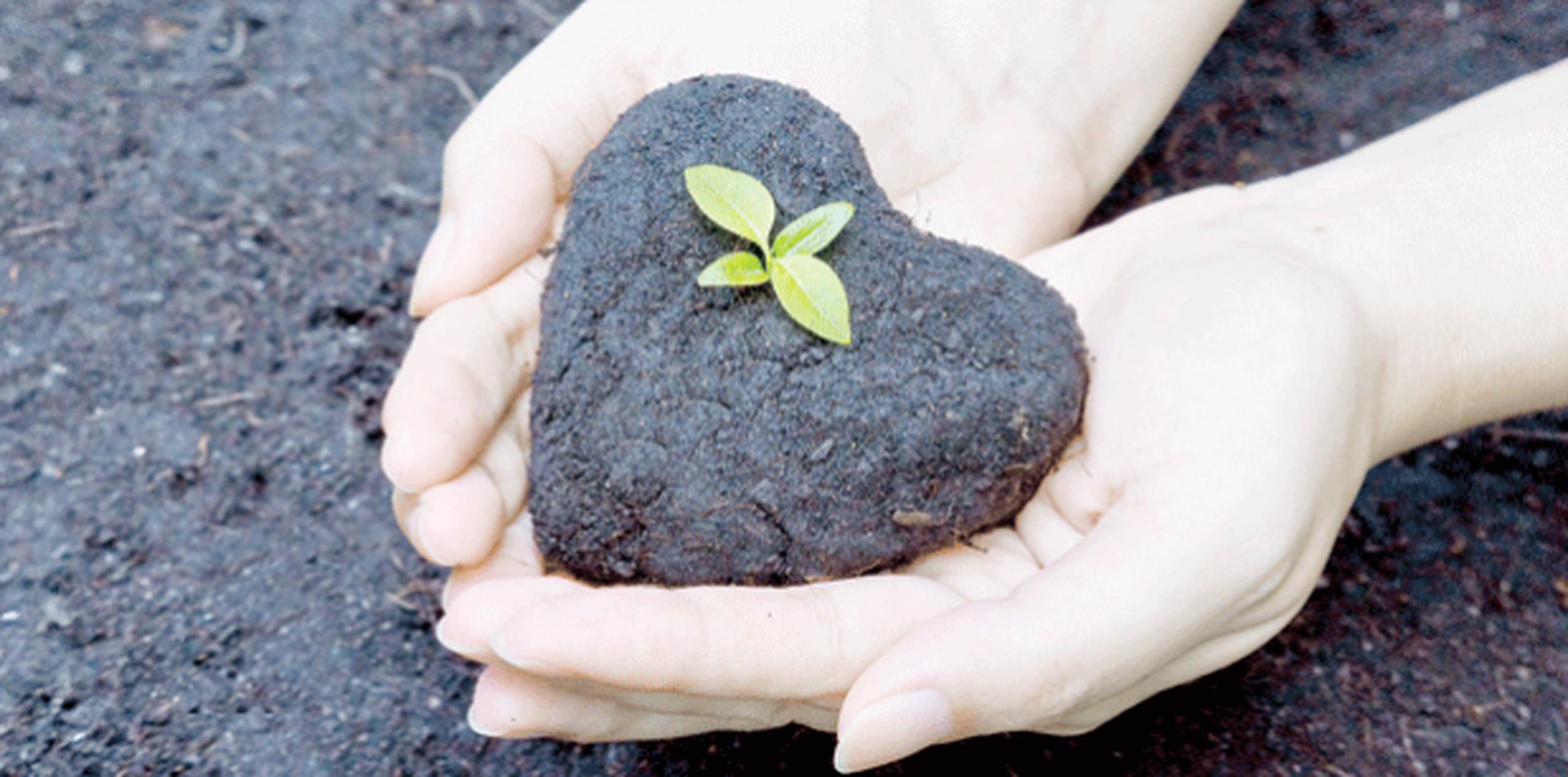 Hagamos composta en casa - Primera Hora