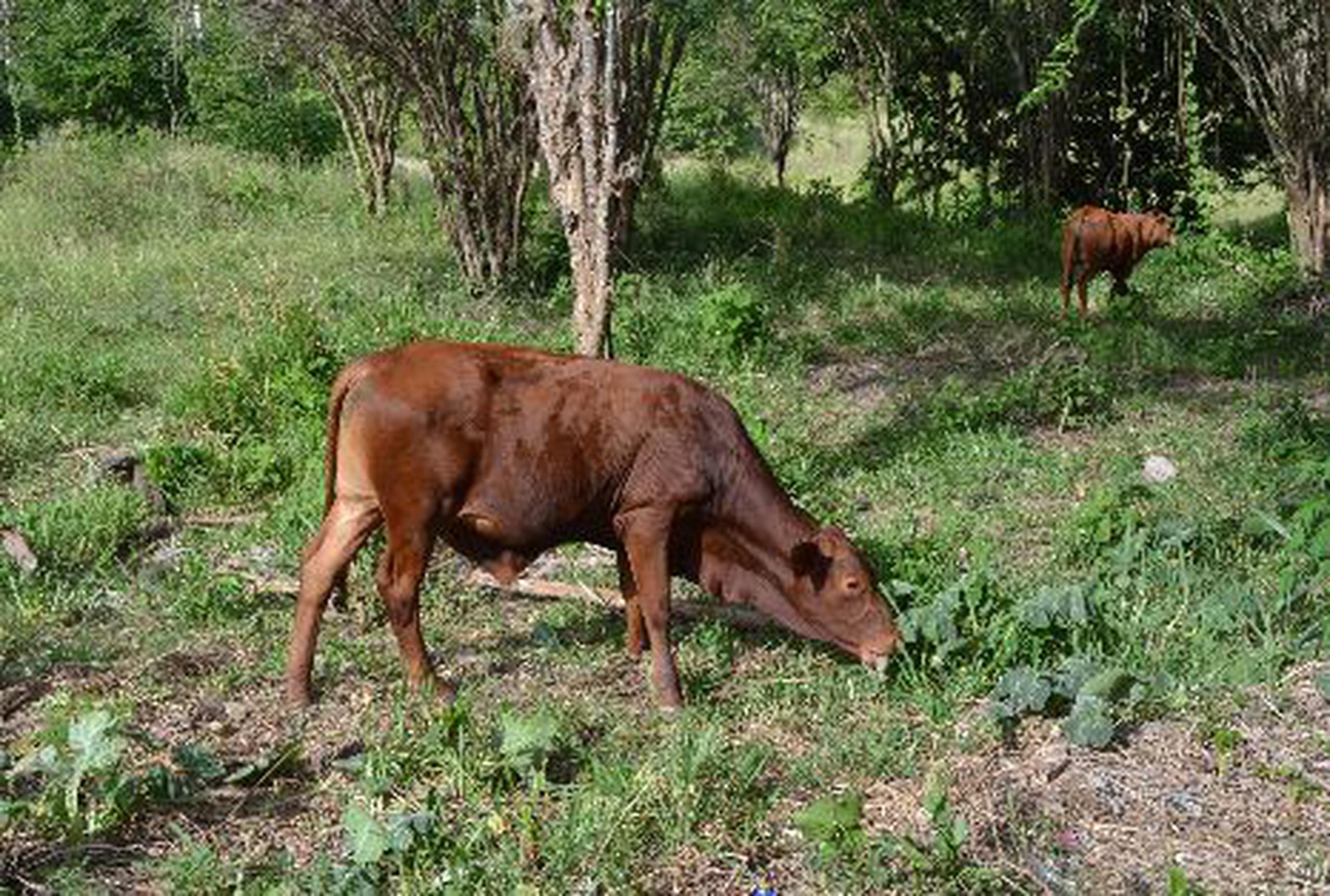 Ladrones se llevan vaca en pedazos - Primera Hora