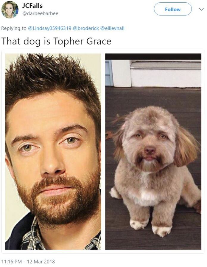 Perro con cara de humano hace delirar las redes - Primera Hora