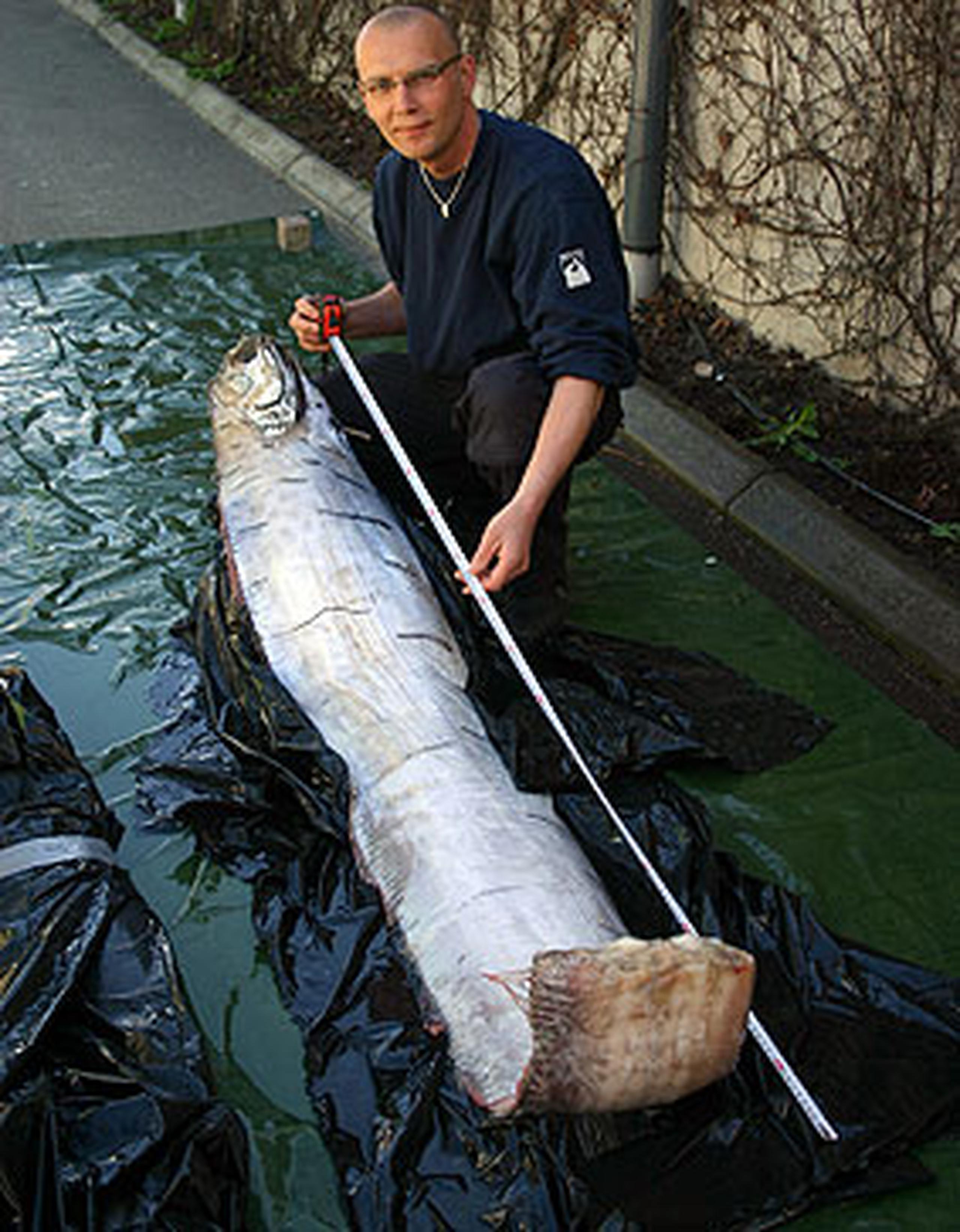 Hallan raro "pez remo" frente a la costa sueca - Primera Hora