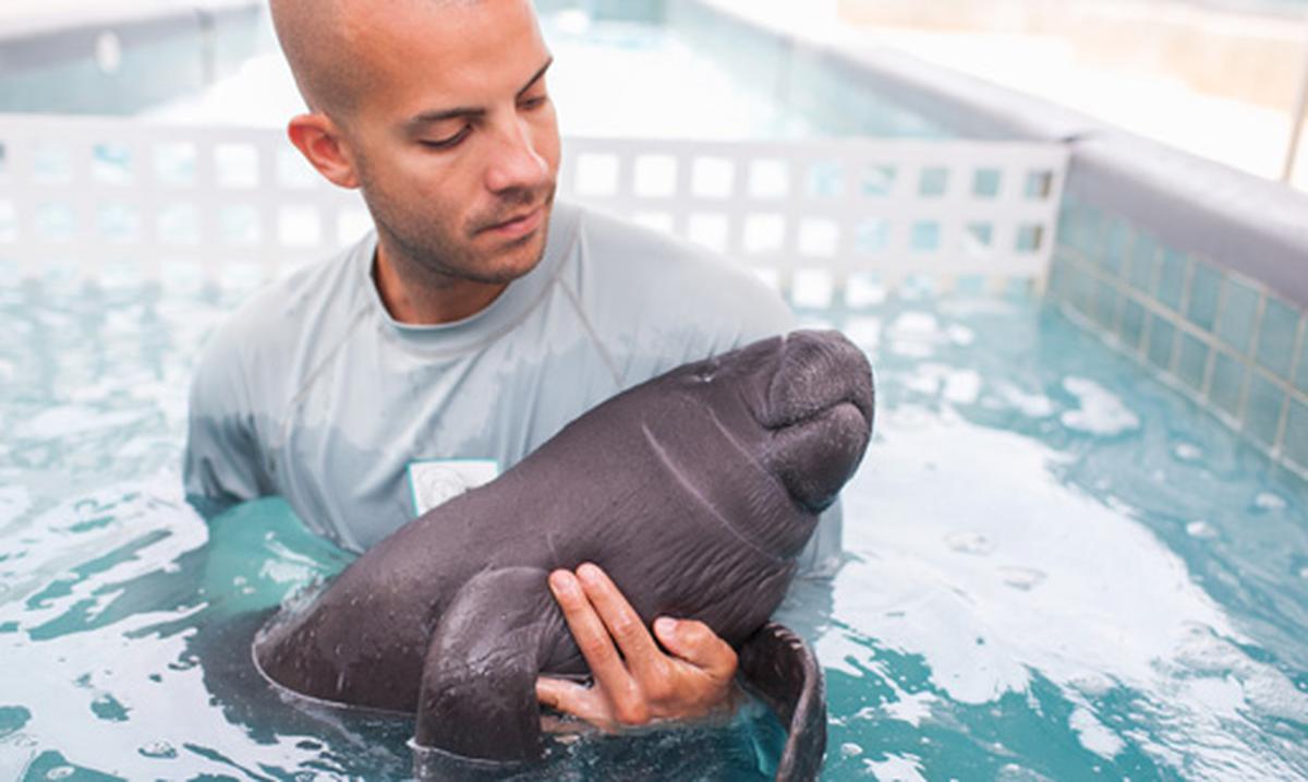 Manatí bebé Yuisa se recupera en Centro de Conservación-VÍDEO - Primera ...