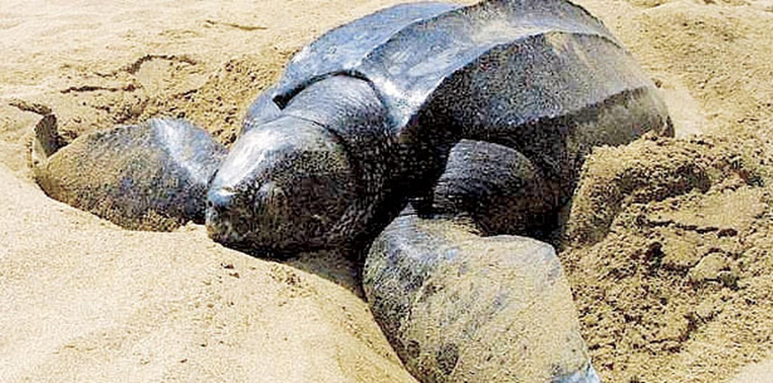 Preparan playas para la anidación de tinglares - Primera Hora