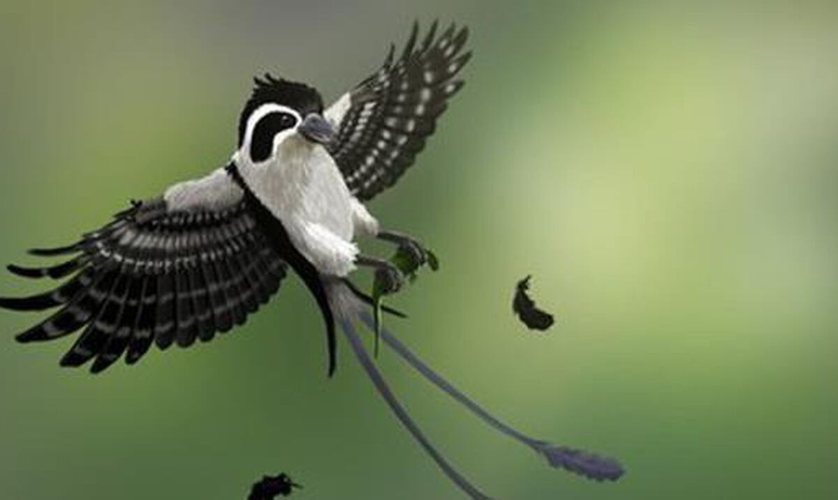 Descubren ave de hace 100 millones de años que guarda secreto de la ...