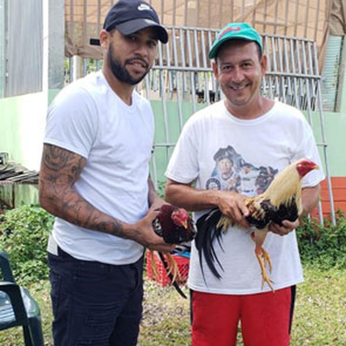 Los galleros están destrozados - Primera Hora
