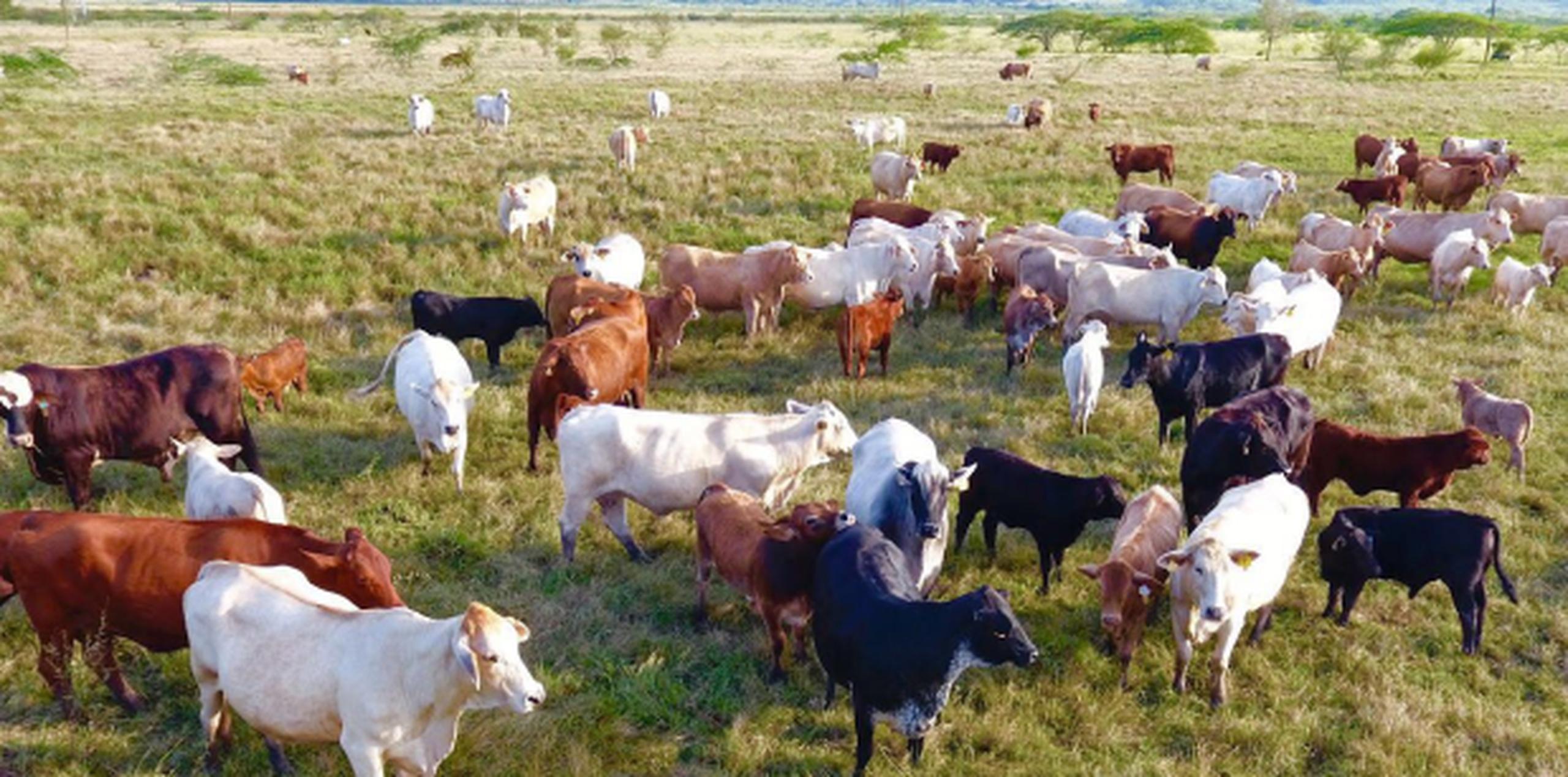 Lanzan carne 100% boricua - Primera Hora