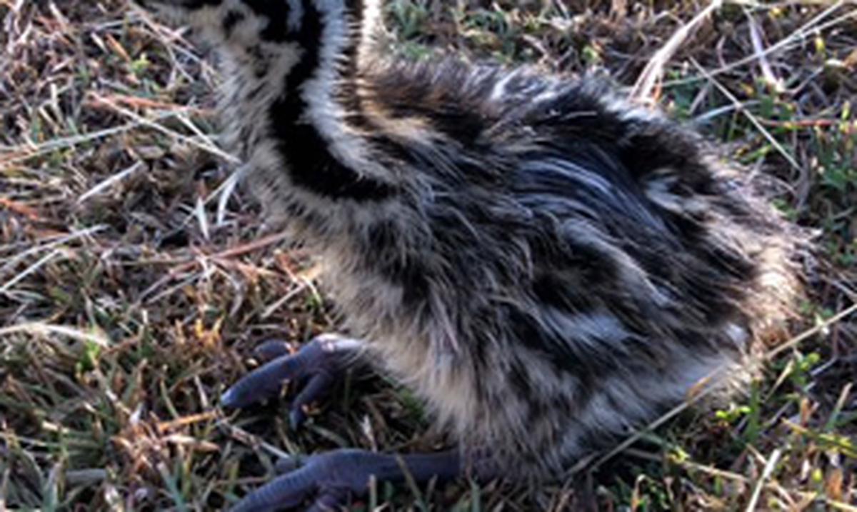 Celebran llegada de bebé emú australiano - Primera Hora