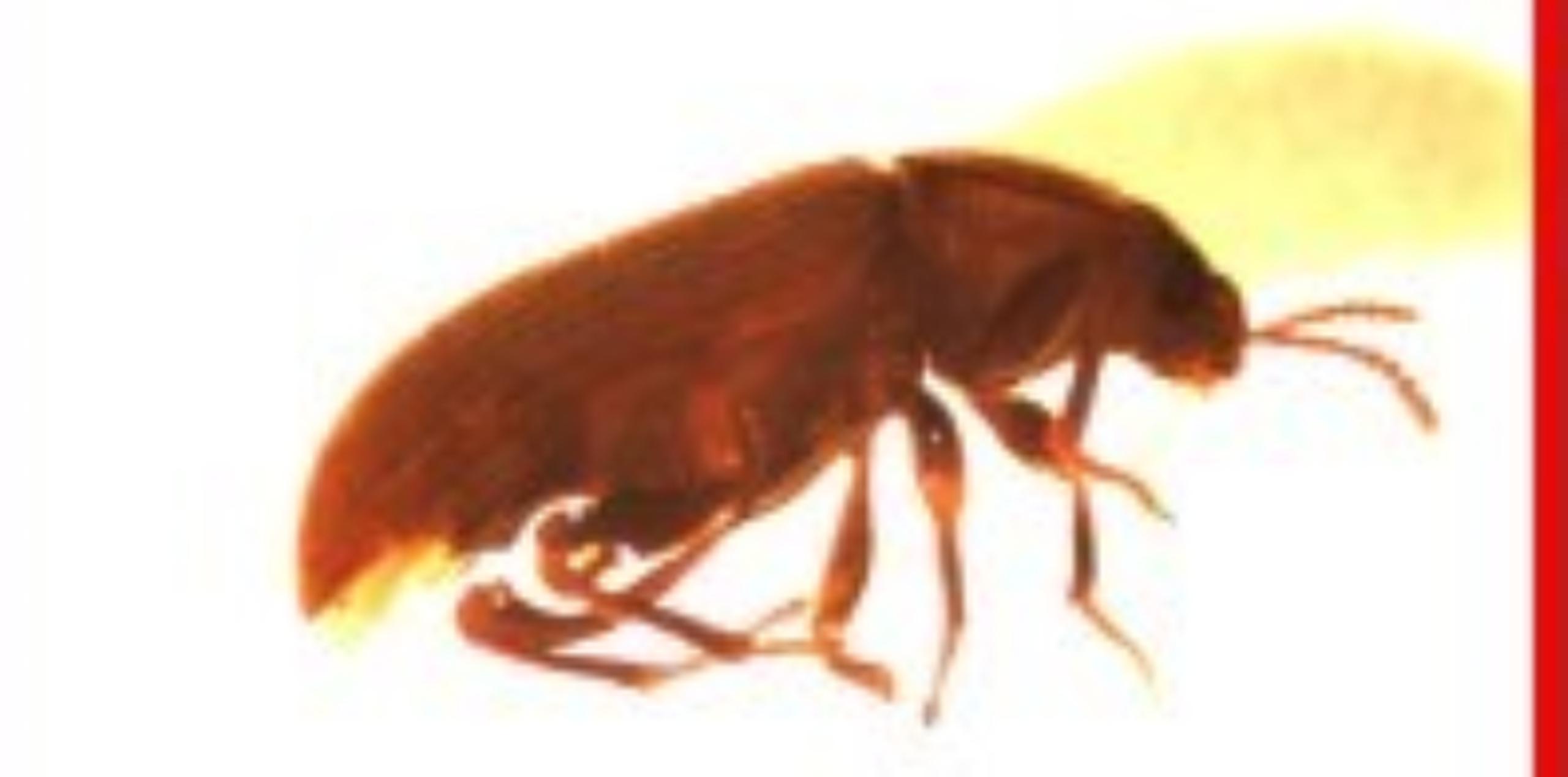 Llegan dos nuevas especies de escarabajos a Puerto Rico - Primera Hora