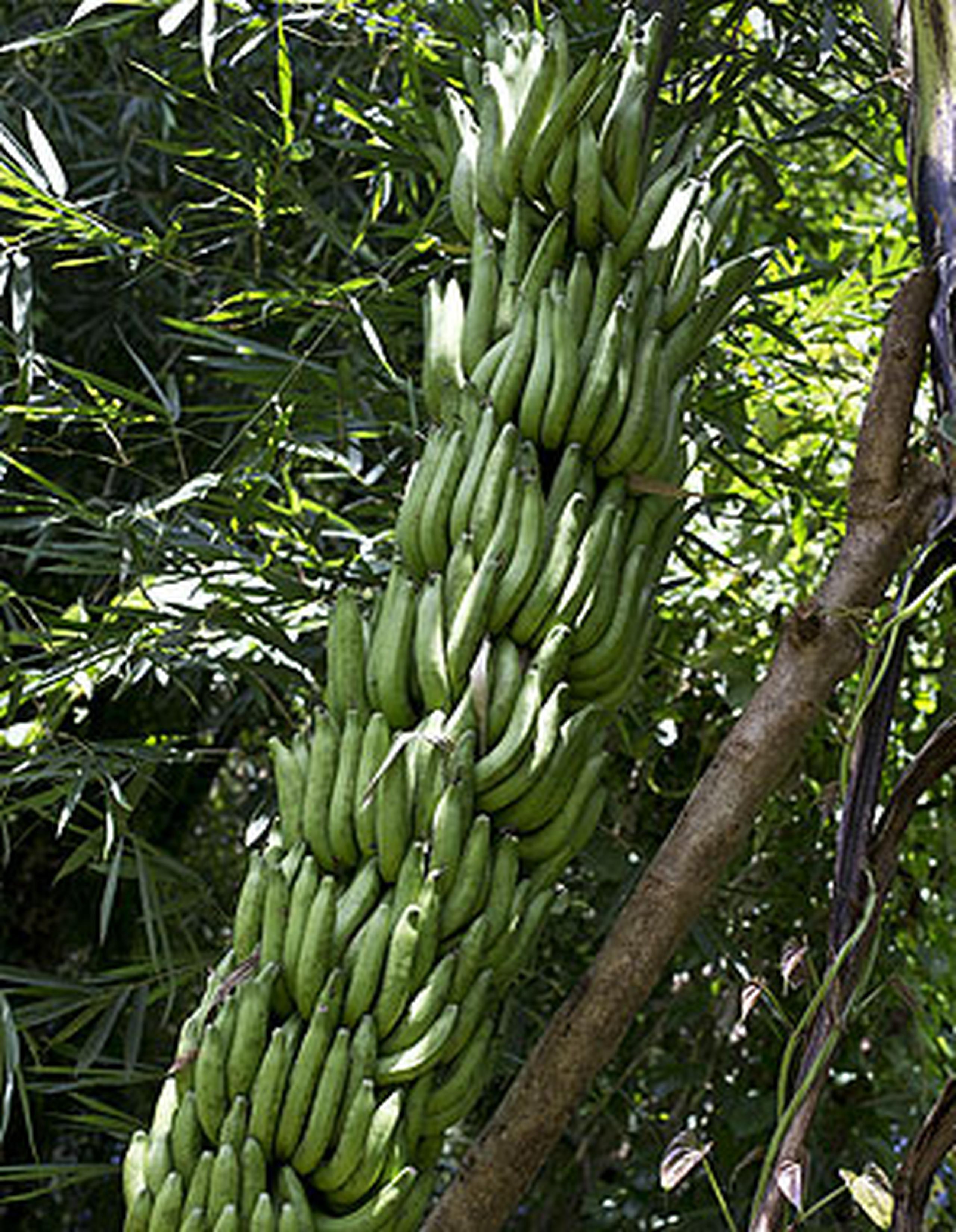 Racimo de guineos mide seis pies-VÍDEO - Primera Hora