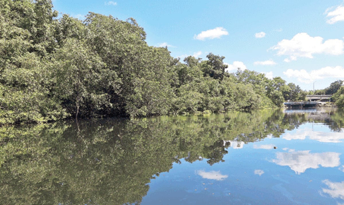 Presentan técnica para sembrar mangles - Primera Hora