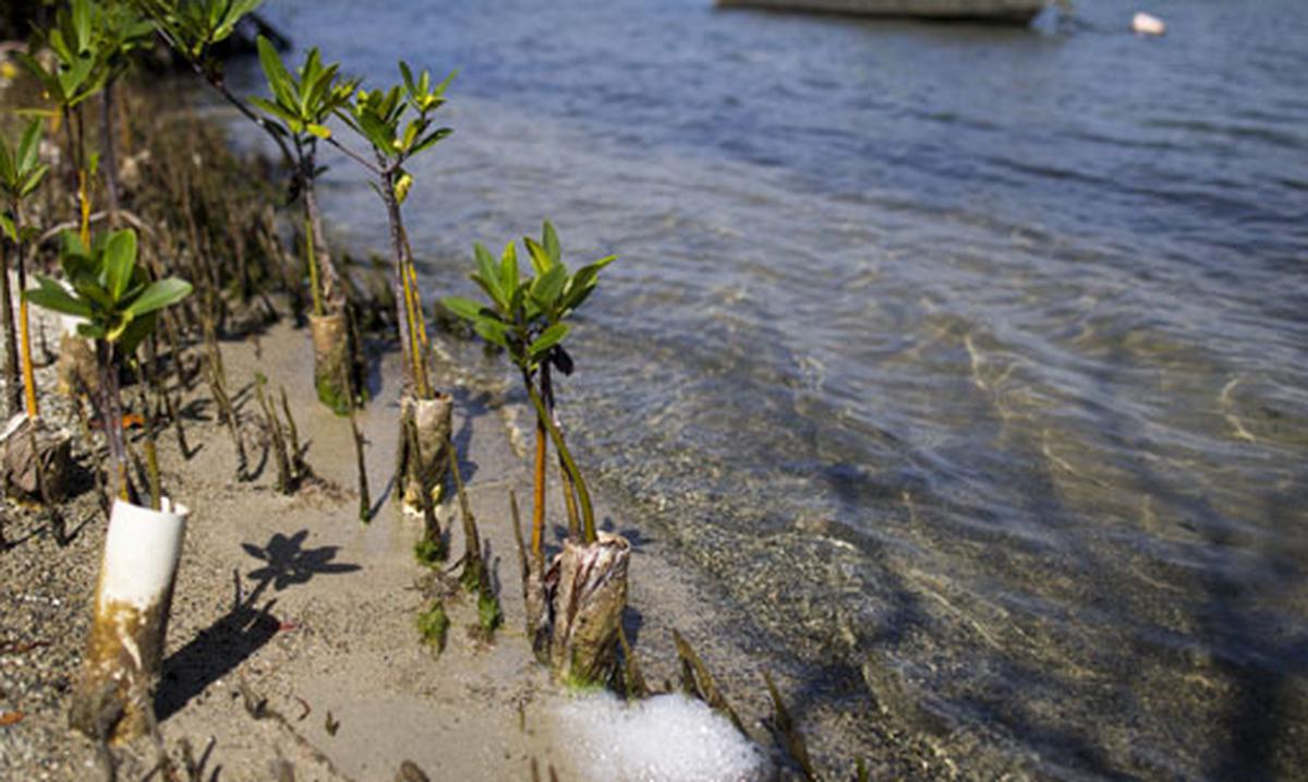 Siembran 200 mangles rojos en la península La Esperanza - Primera Hora