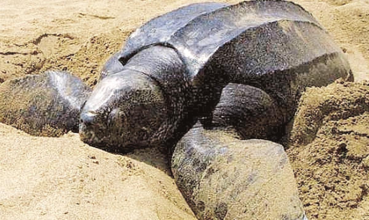 Empezó el anidaje del tinglar - Primera Hora