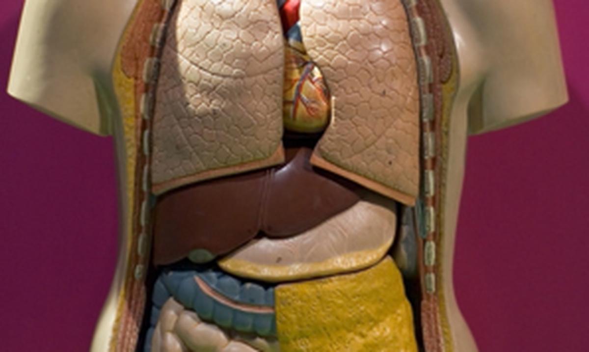 Todo sobre el excremento - Primera Hora