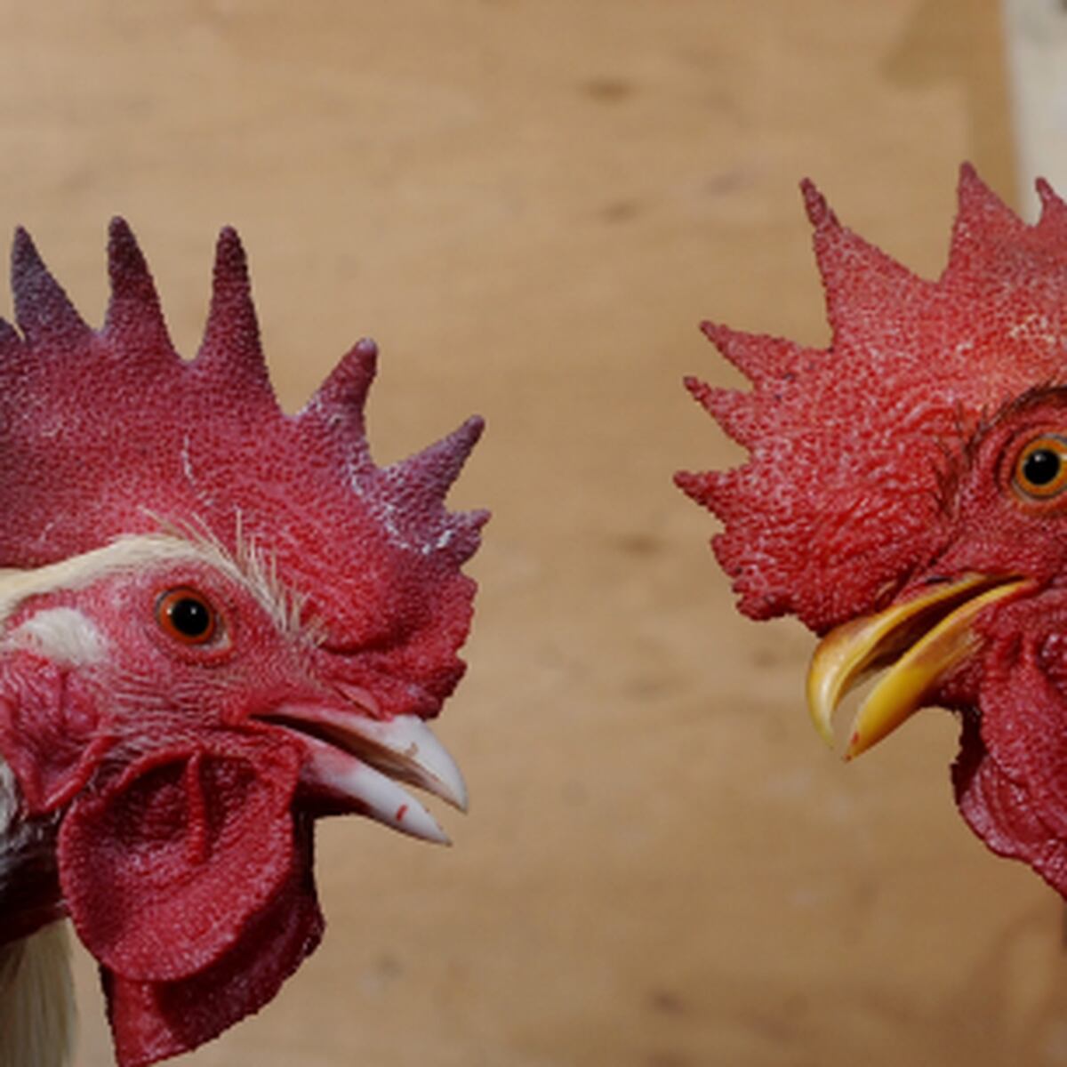 Una gallera para Asuntos Gallísticos - Primera Hora