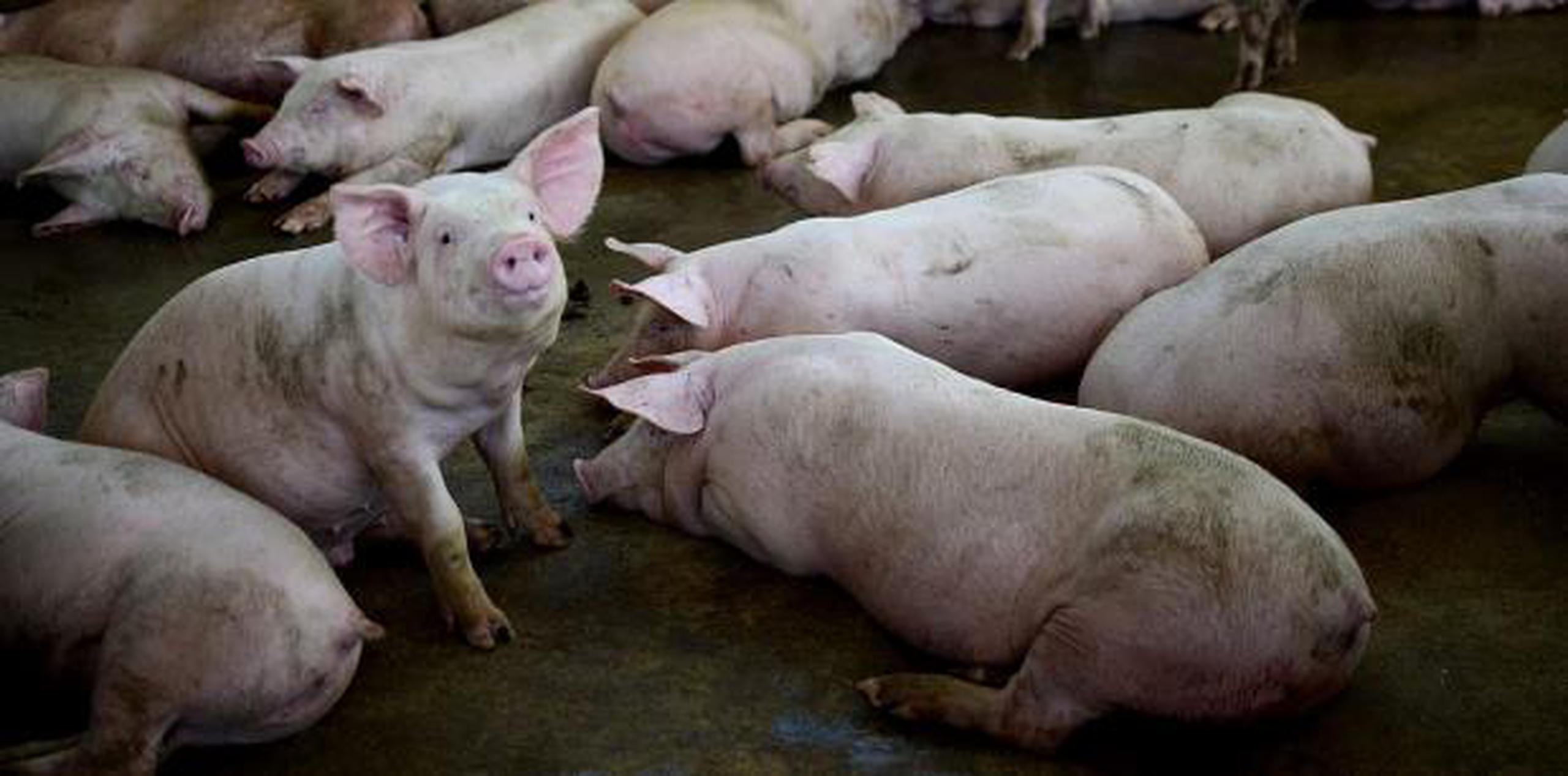 Científicos reactivan actividad cerebral en cerdos muertos - Primera Hora