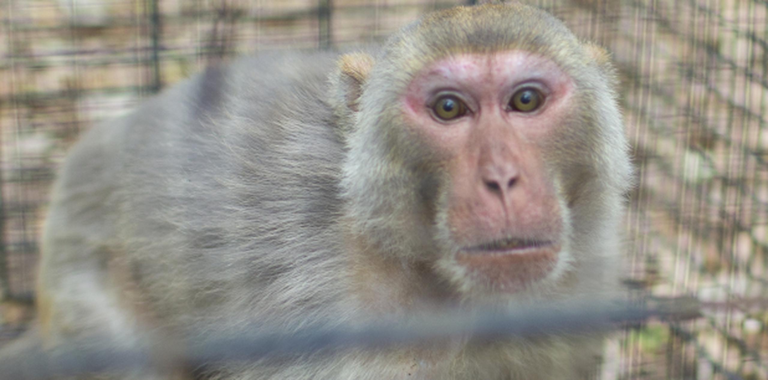 Operativo en escuela de Puerto Nuevo para atrapar mono - Primera Hora