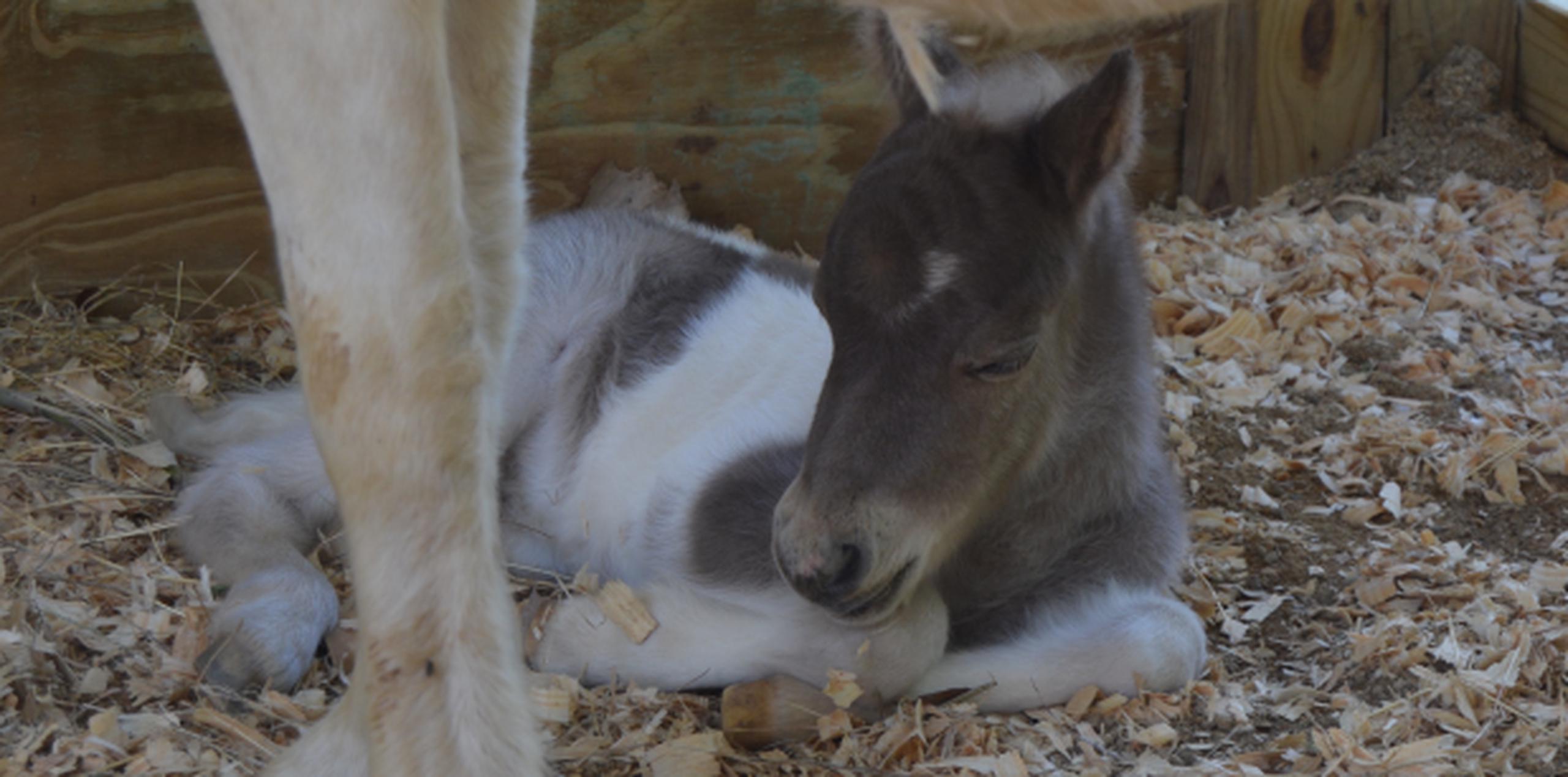 Nace poni miniatura en el Parque de las Ciencias - Primera Hora