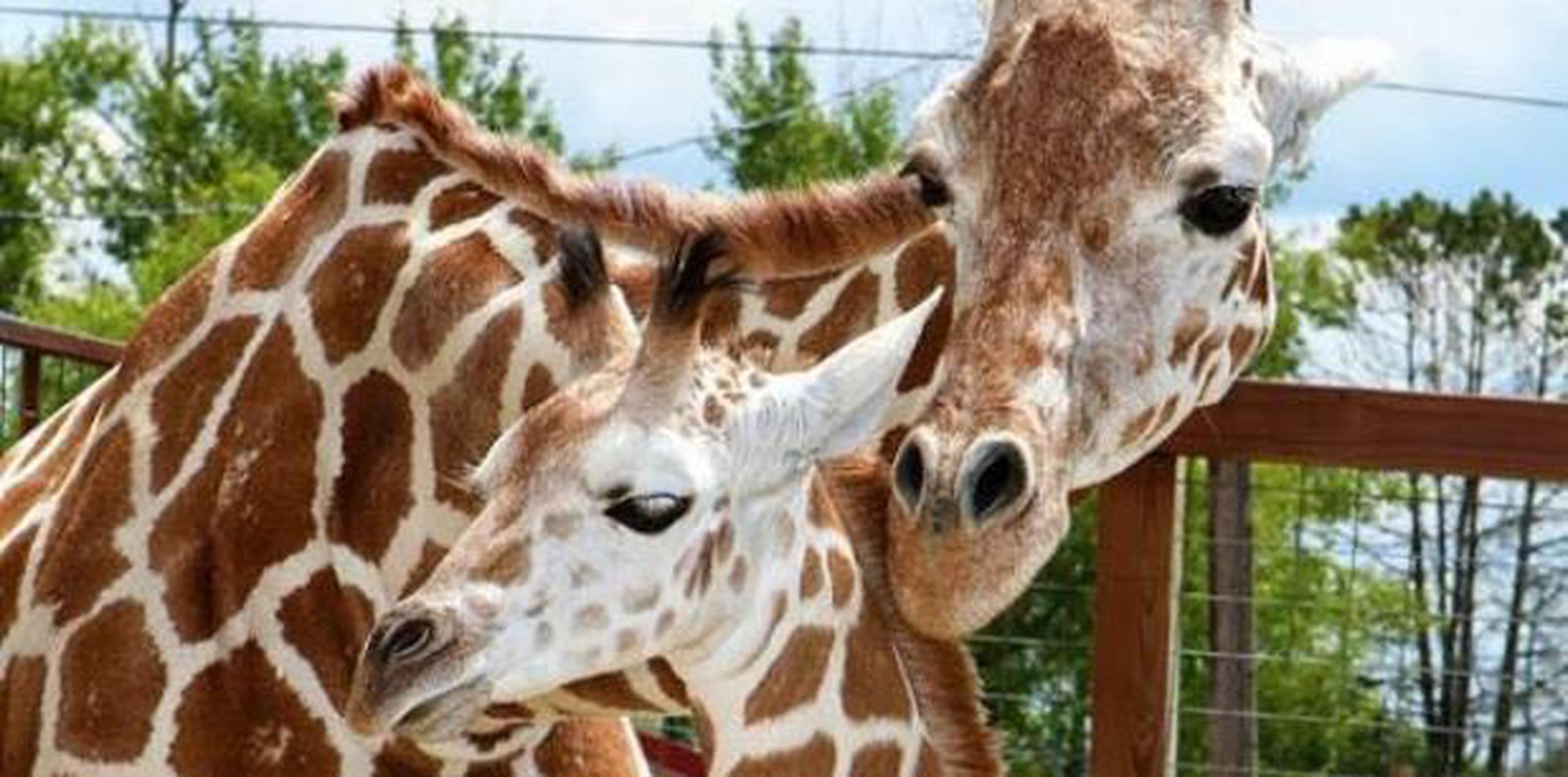 ¡La jirafa April está embarazada de nuevo! - Primera Hora