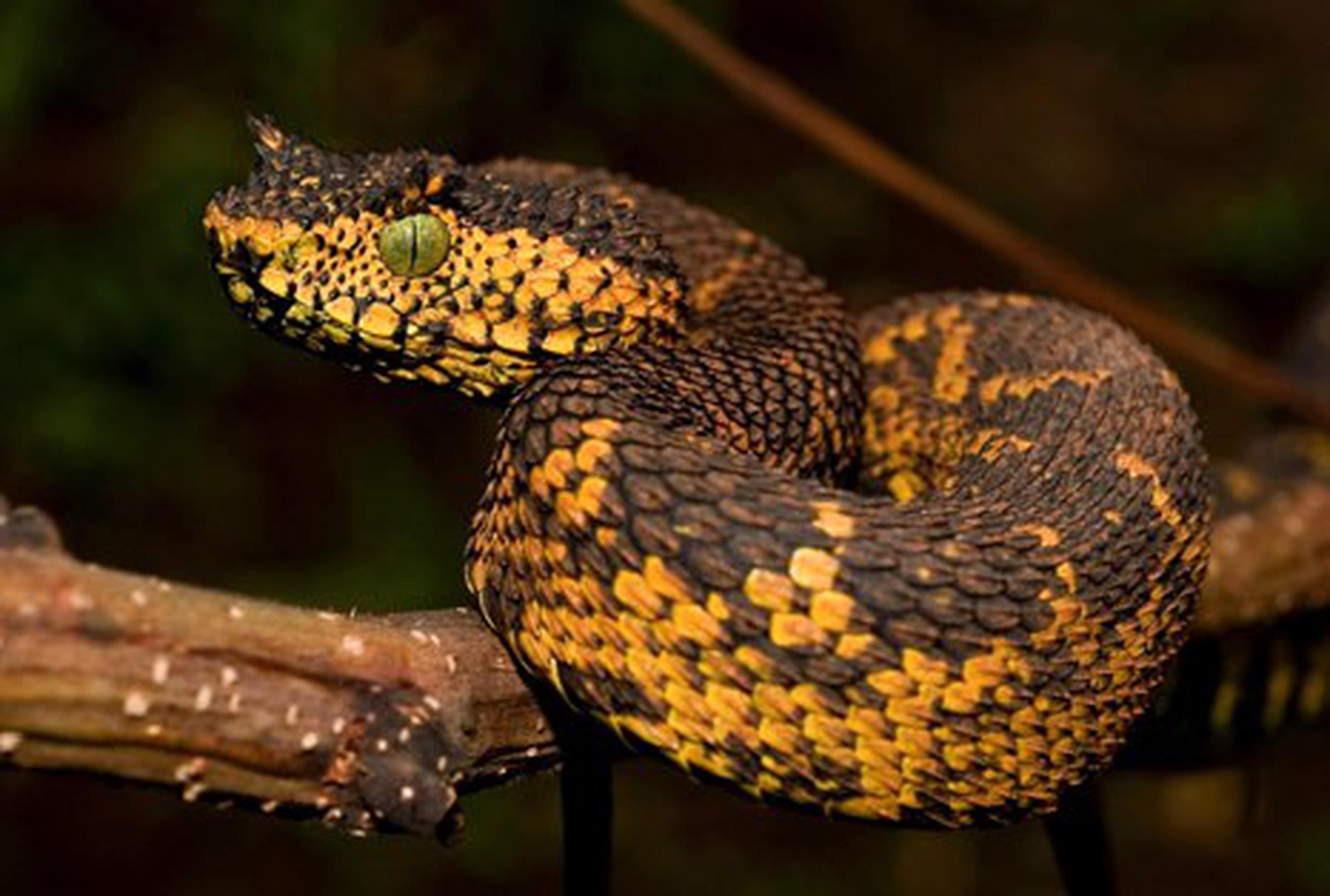 Presentan oficialmente nueva especie de víbora cornuda - Primera Hora