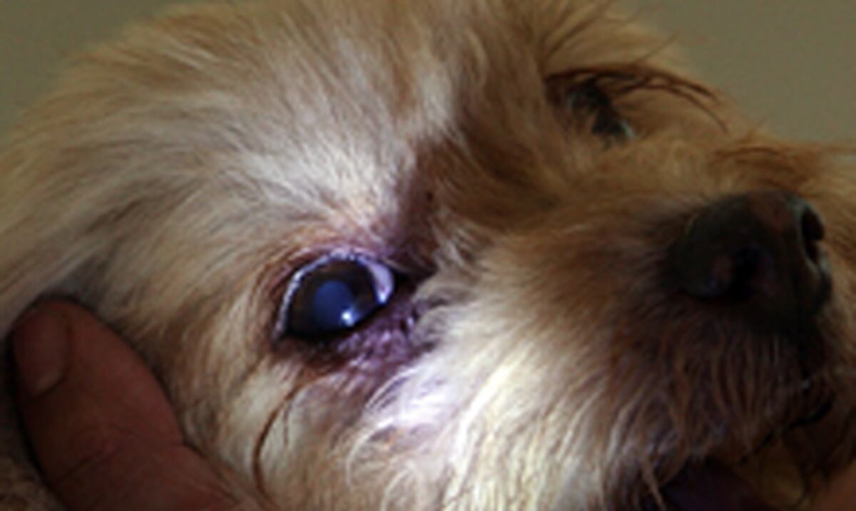 Mi perro tiene problemas con sus ojos - Primera Hora