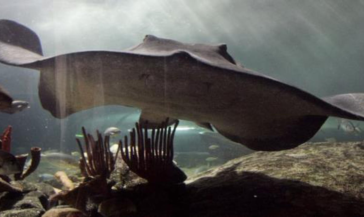 Muere nadador en Australia tras picadura de mantarraya - Primera Hora