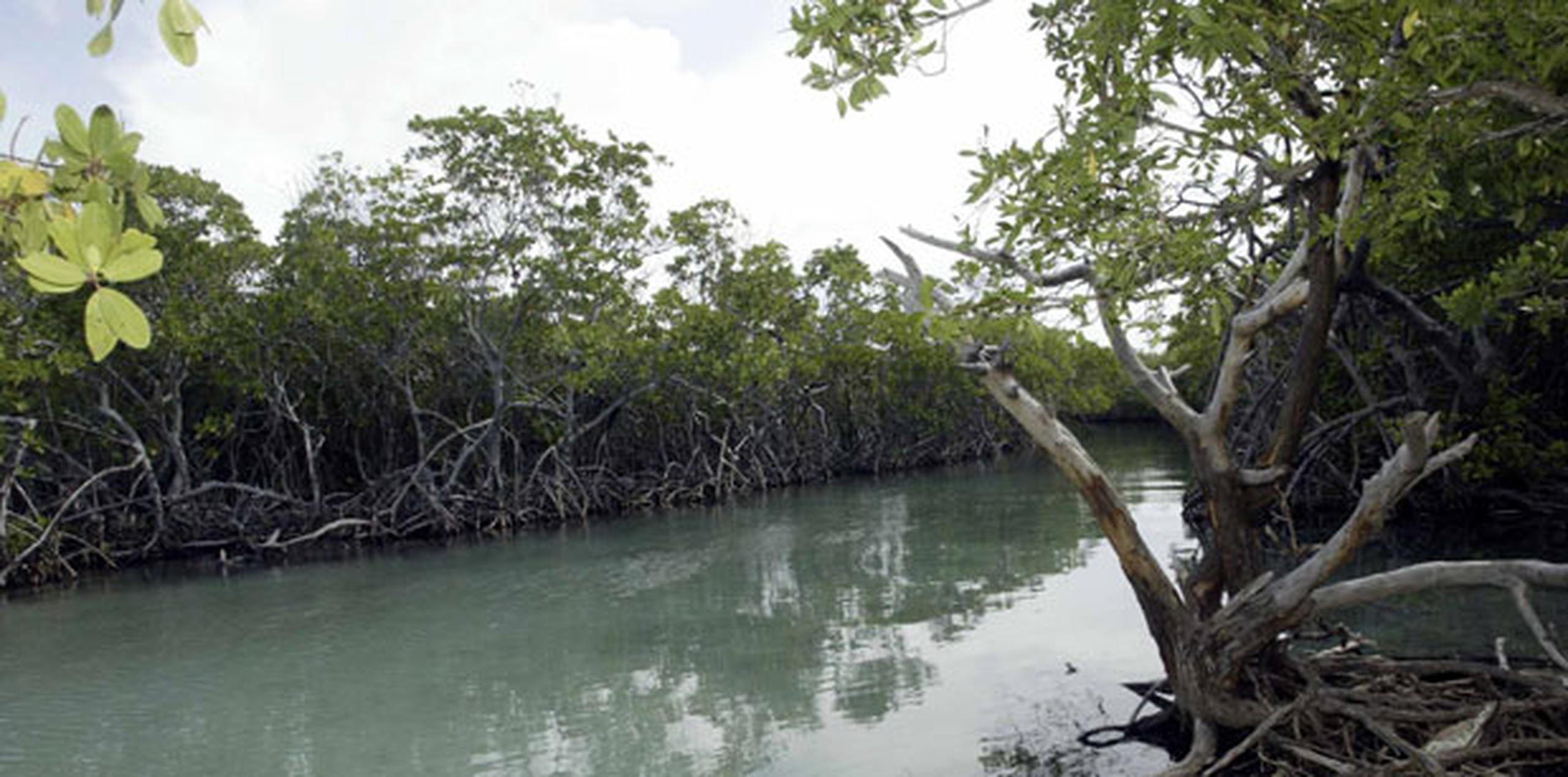¿Por qué apestan los mangles? - Primera Hora