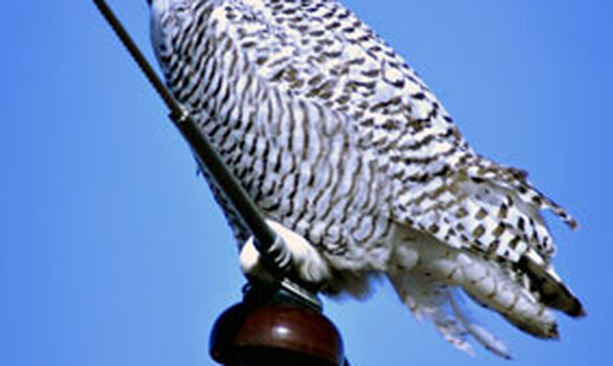 Búho famoso por Harry Potter aparece en Estados Unidos - Primera Hora