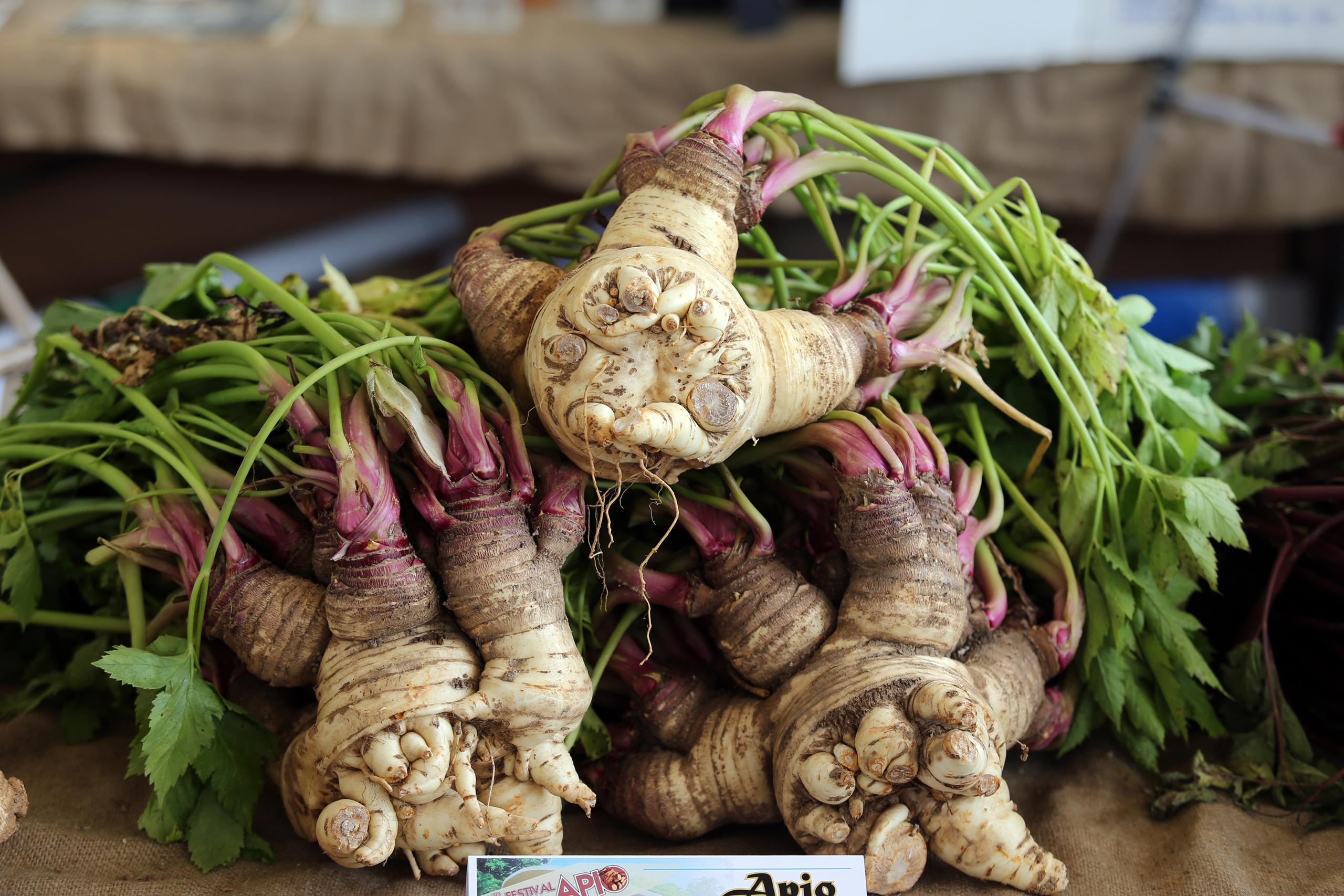 Barranquitas cancela el Festival del Apio - Primera Hora