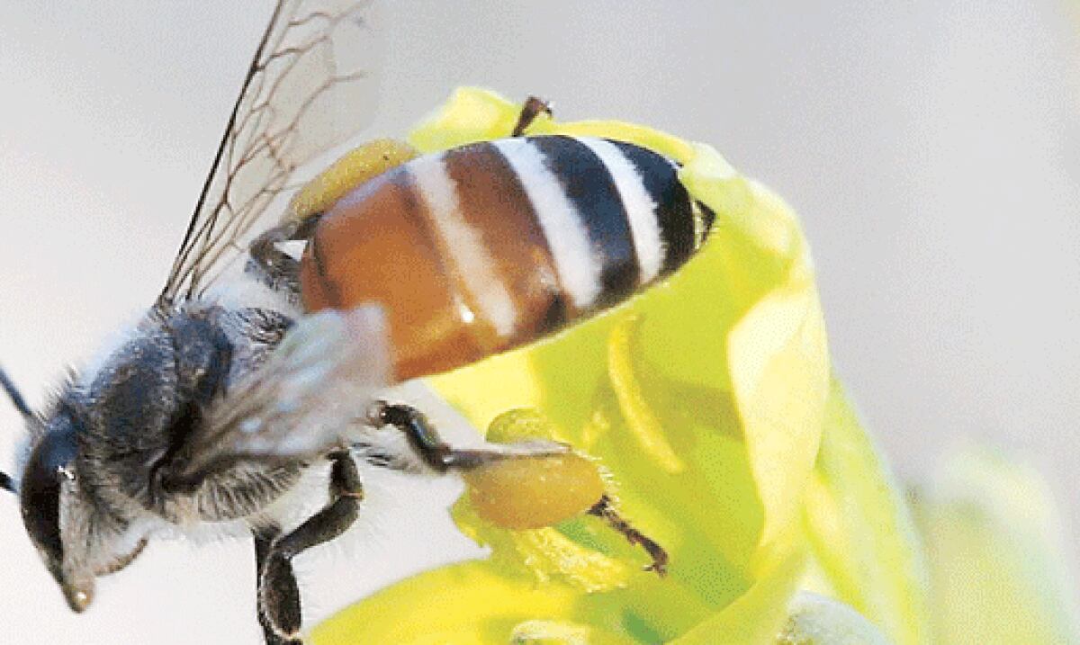 Descubren unos genes que explican el éxito de supervivencia de los ...