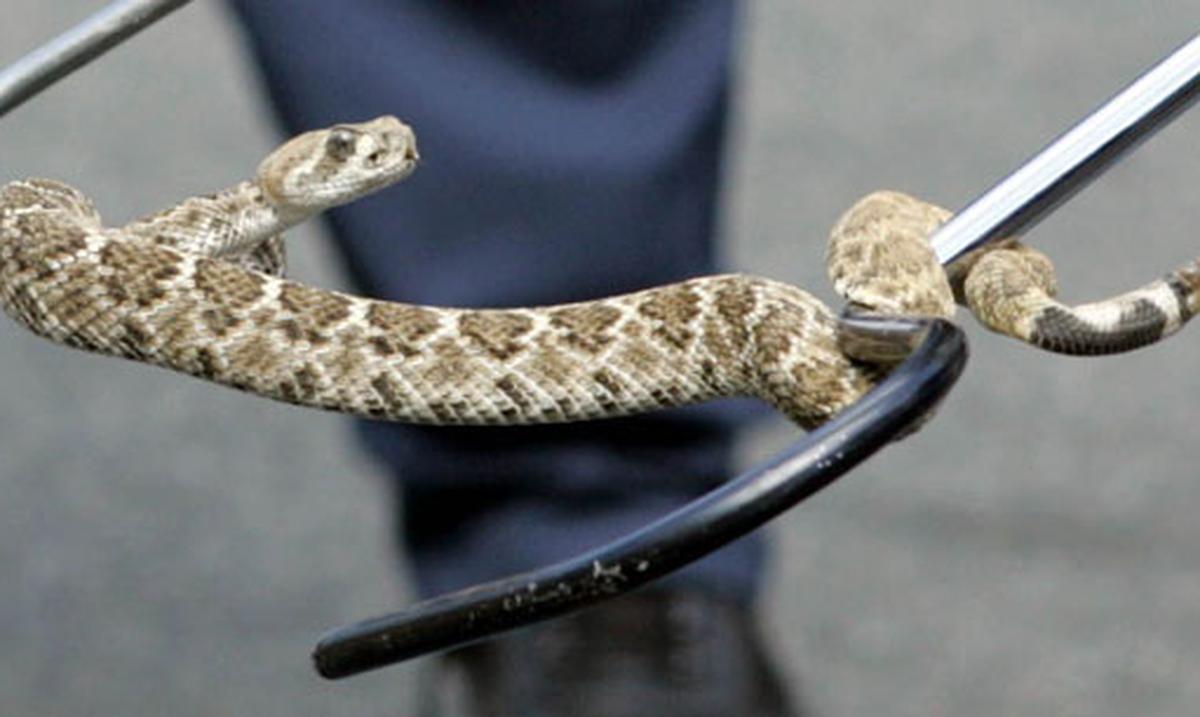 La Mordió Una Serpiente Venenosa Pero Lo Peor Vino Después Primera Hora