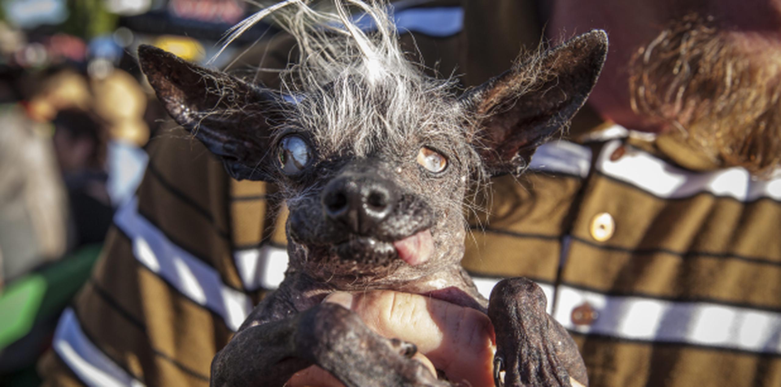 Vieja, pelona, ciega y enferma, pero gana campeonato - Primera Hora