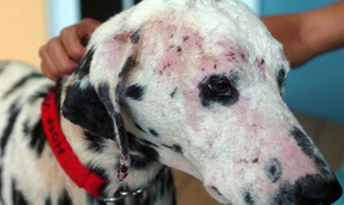 Afecciones comunes en la piel de perros y gatos - Primera Hora