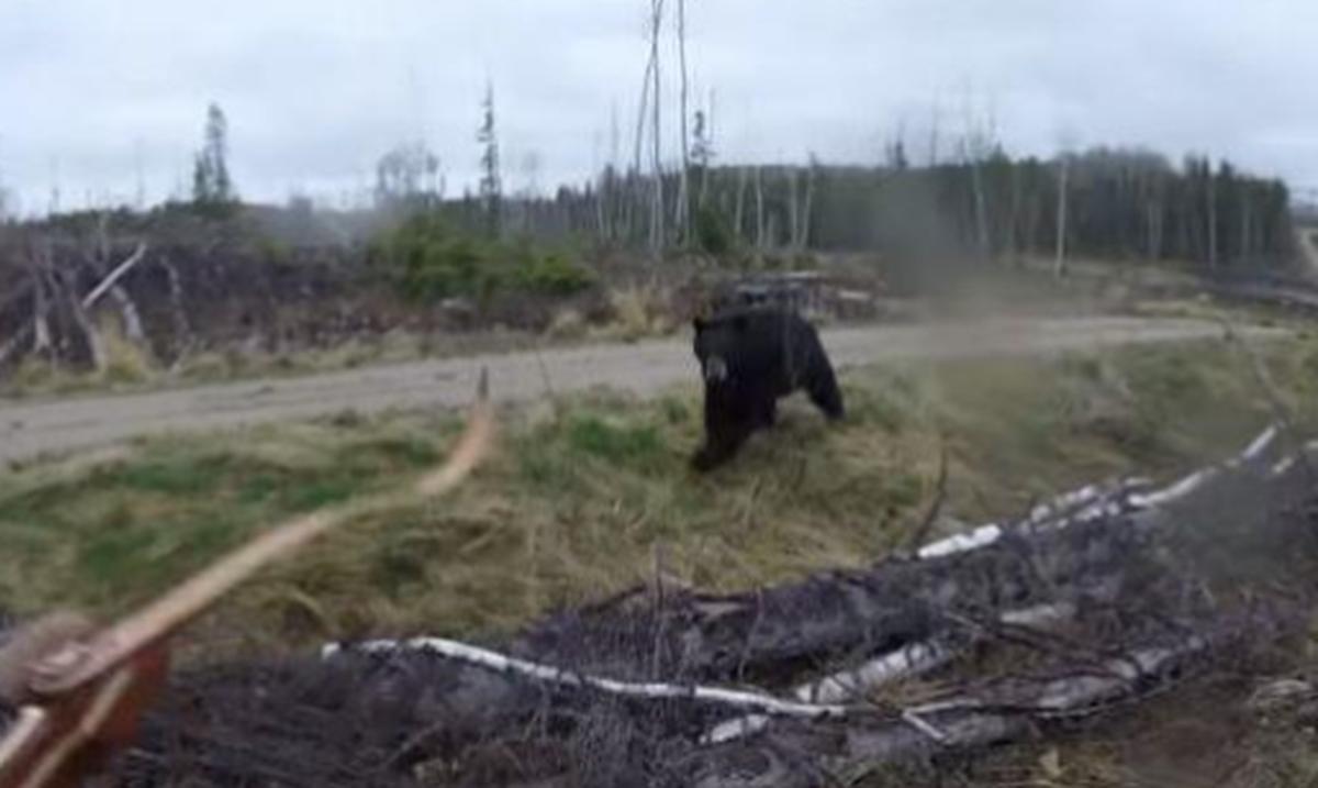 Vídeo registra momento en que oso ataca a un hombre - Primera Hora