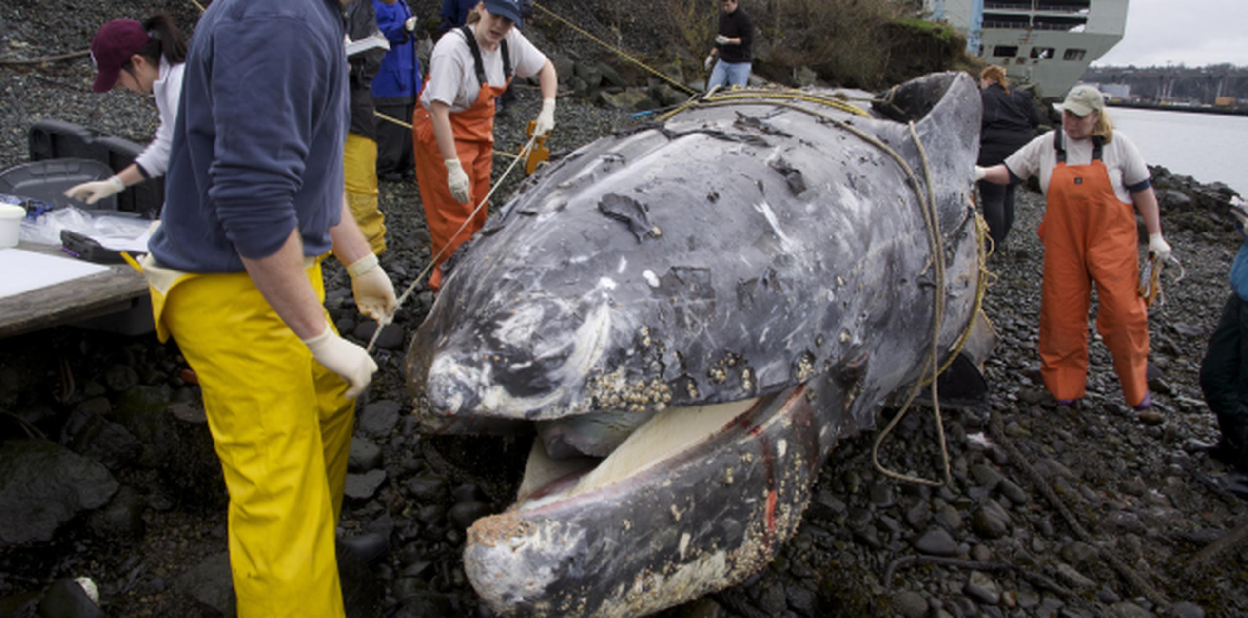 Ballena hallada en Seattle murió por golpe de hélice - Primera Hora