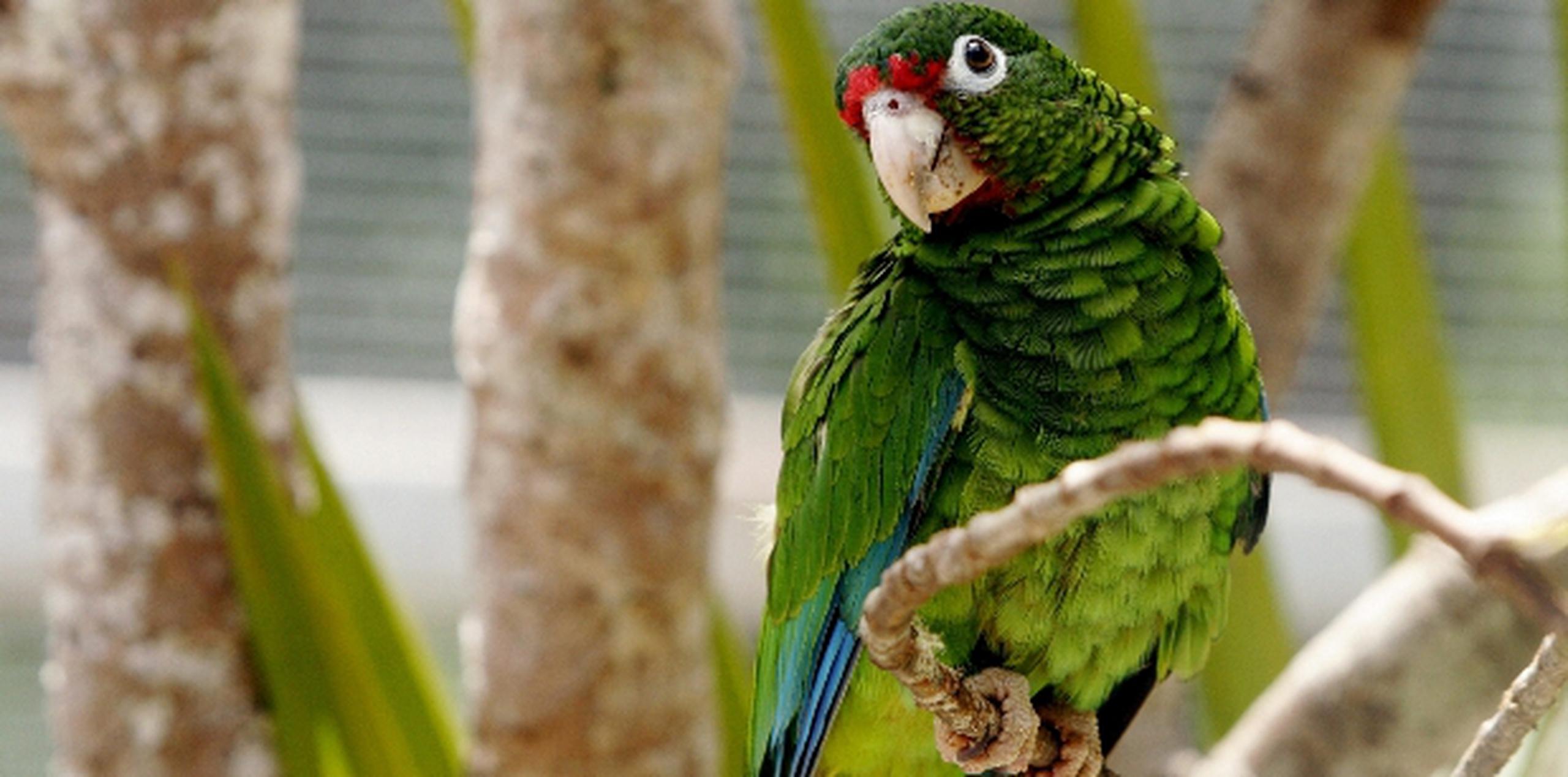 Cotorras puertorriqueñas alzarían vuelo en Maricao - Primera Hora