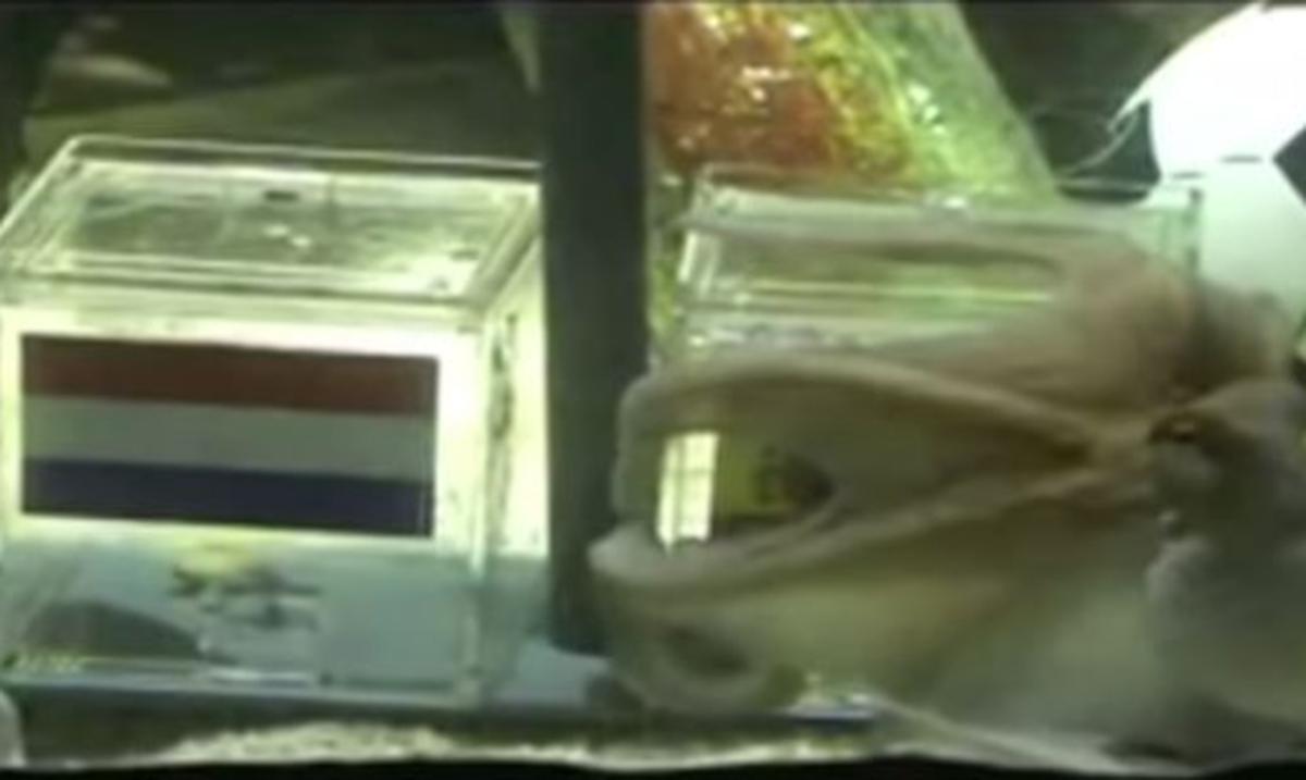 Oso Panda reemplazará al Pulpo Paul en Brasil 2014 - Primera Hora