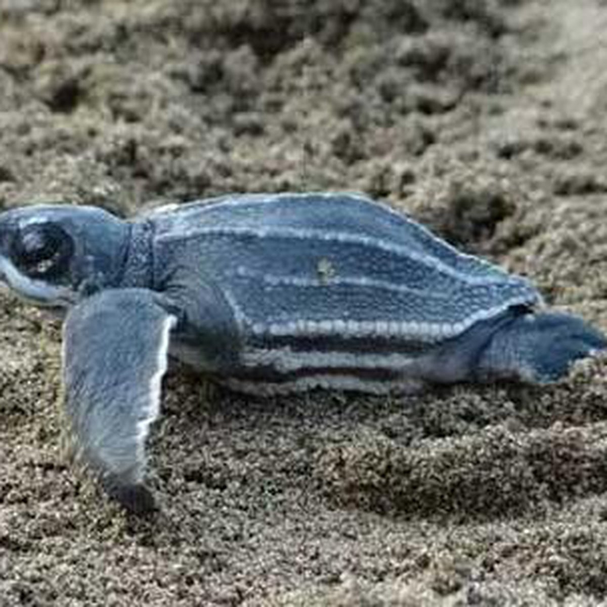 Hay menos nidos de tinglares en la Isla pero más eclosiones - Primera Hora